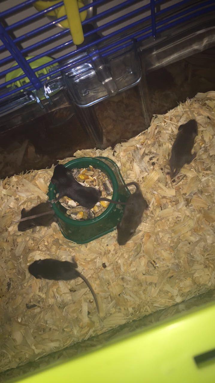 Is it safe to separate 3-week-old mouse babies from mom? | Petco