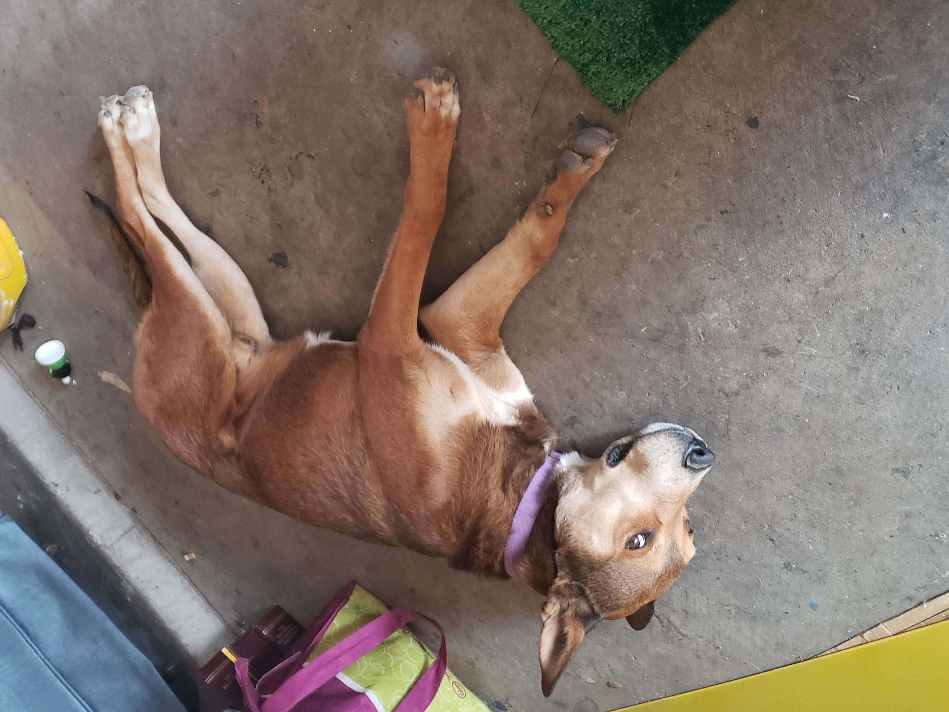 Why is my active dog lethargic, aggressive, and won't stand? | Petco