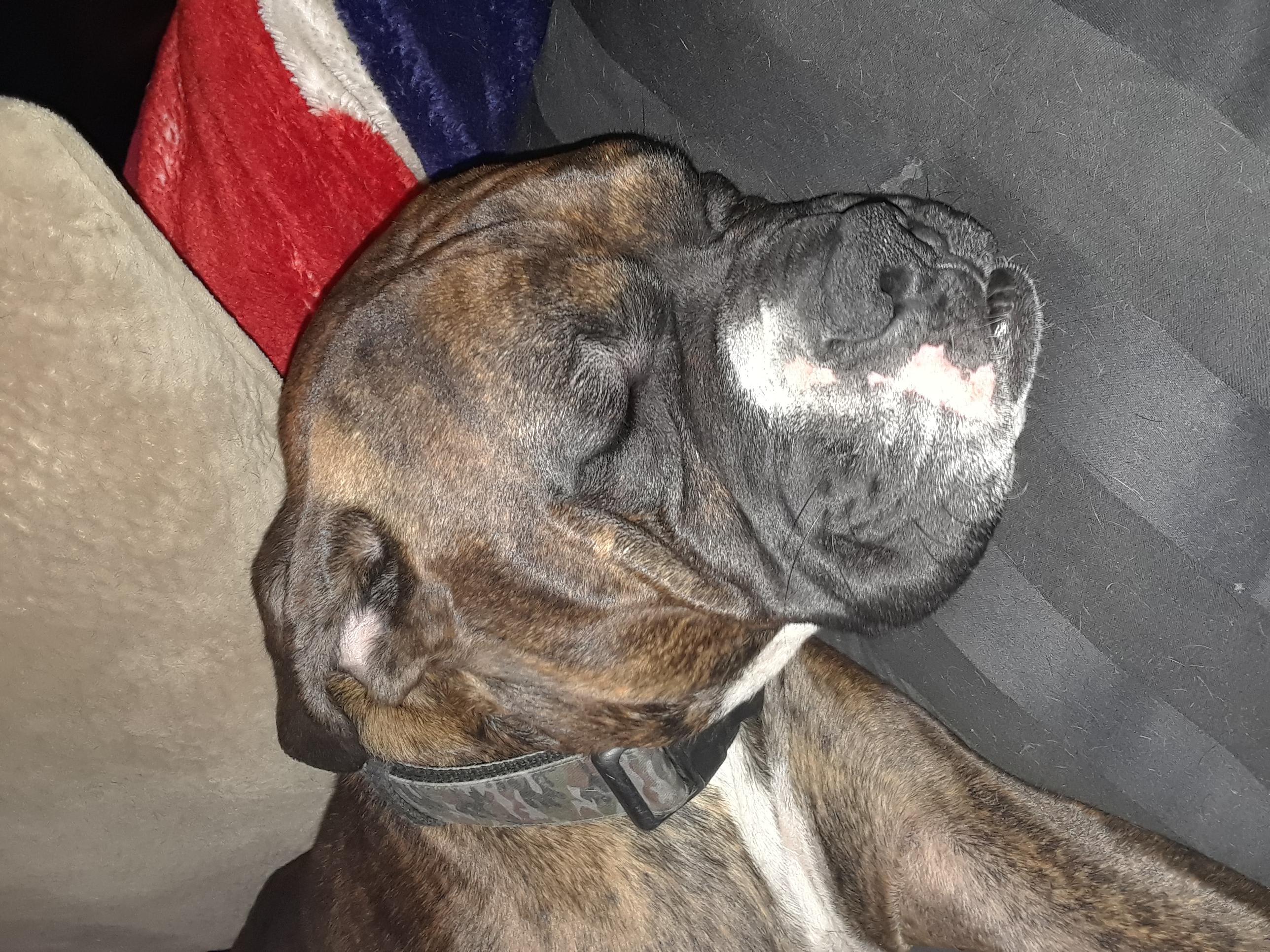 My Boxer Has Swollen Face, Vomiting, Diarrhea. What to Do? | Petco