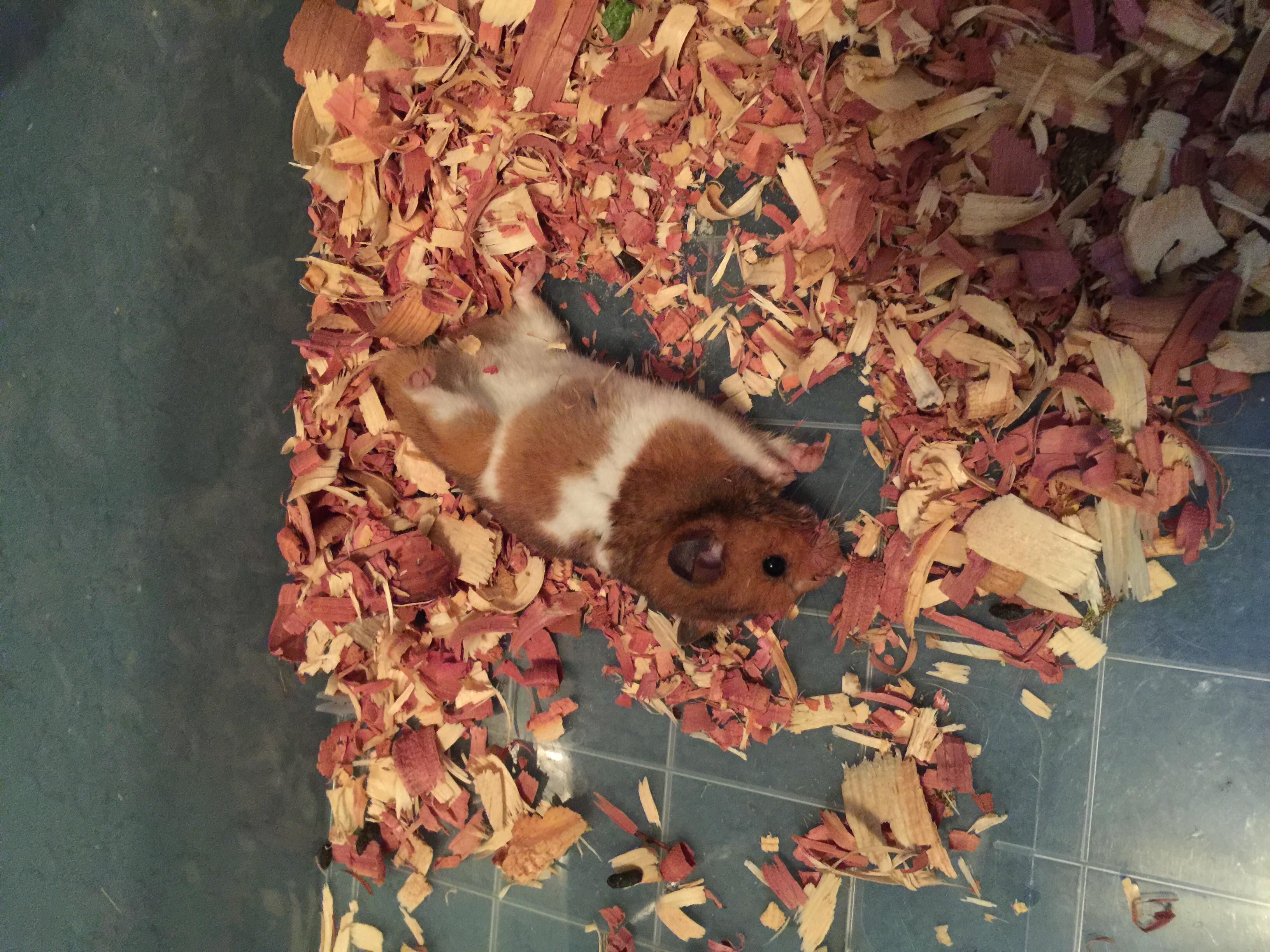 My Hamster Shakes, Falls, Won't Eat: Is It Having Seizures? | Petco