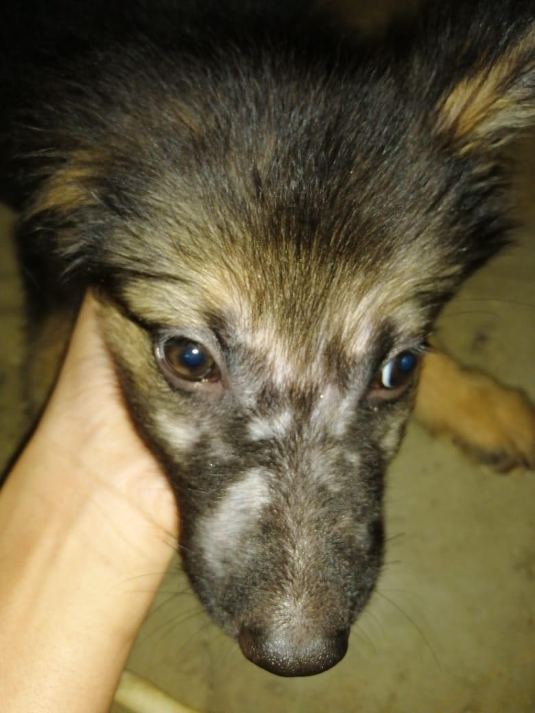Why does my German Shepherd puppy have skin rashes and issues? | Petco