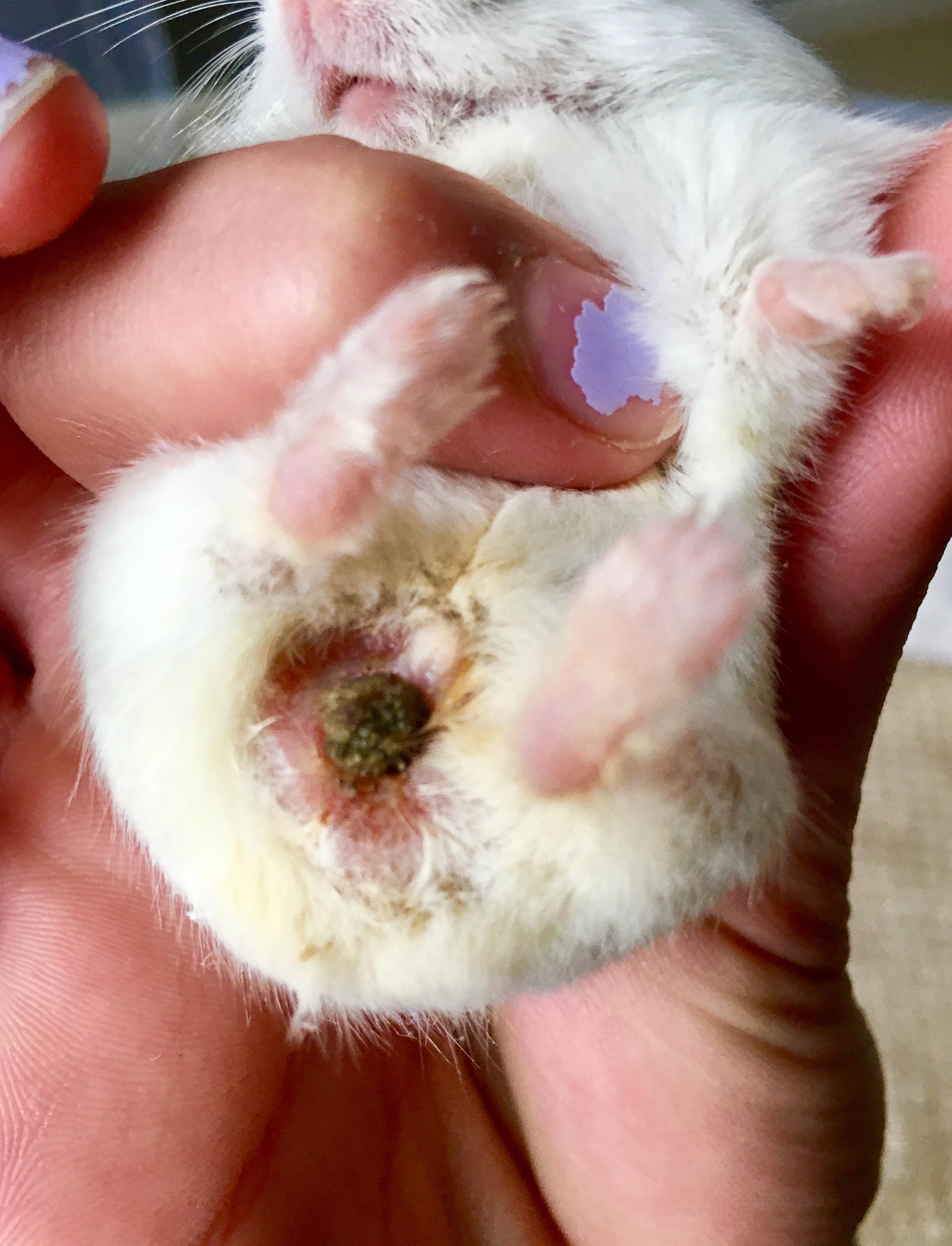 My Hamster Has Blood Near Anus: Causes & What To Do Now | Petco