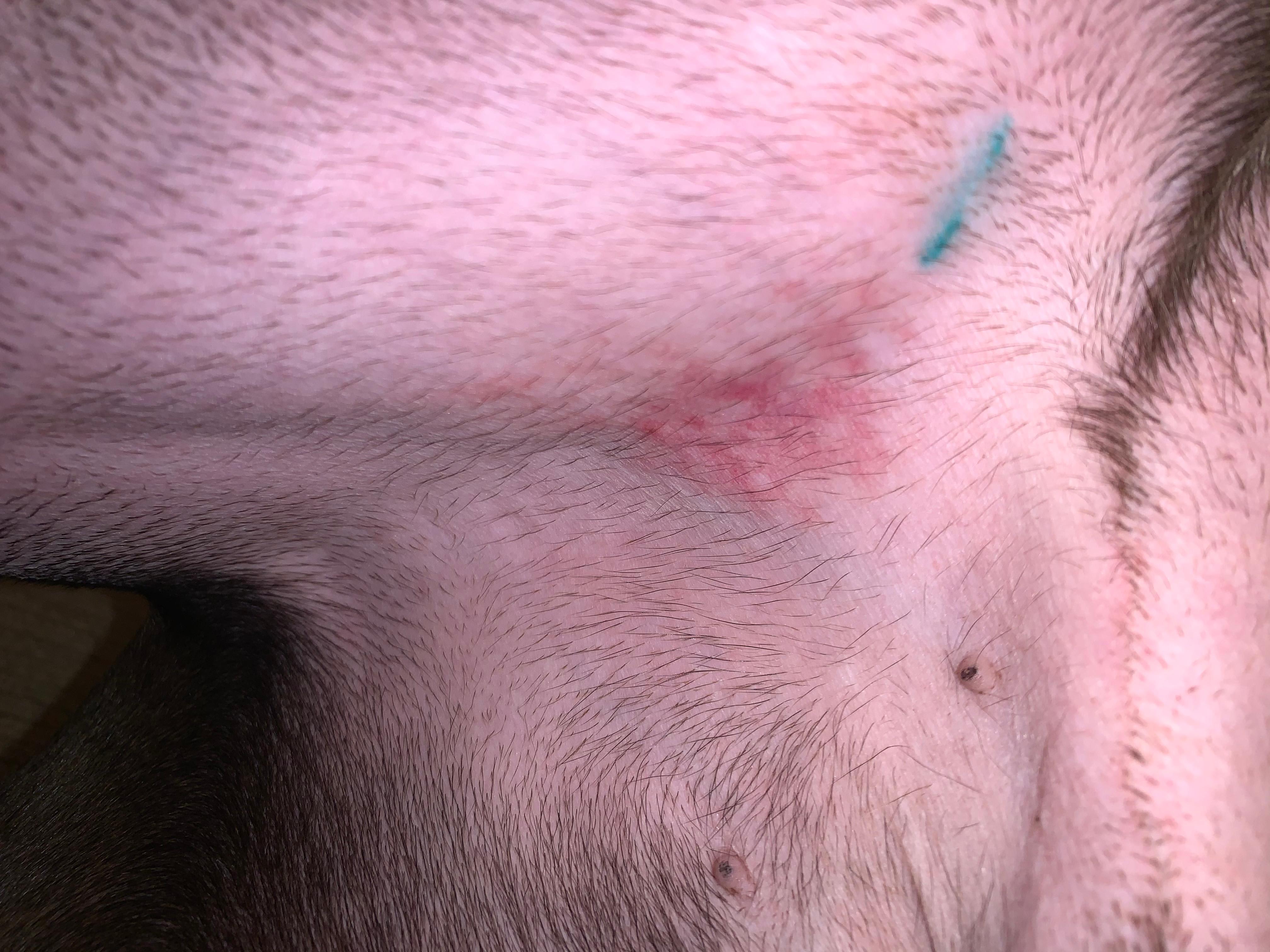 My Dog Licks Rash Near Groin & Tail. Can I Use Cream? | Petco