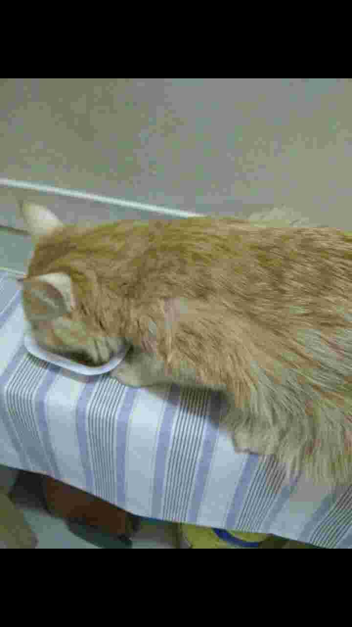 Why is my cat's fur missing in a patch and not growing back? | Petco