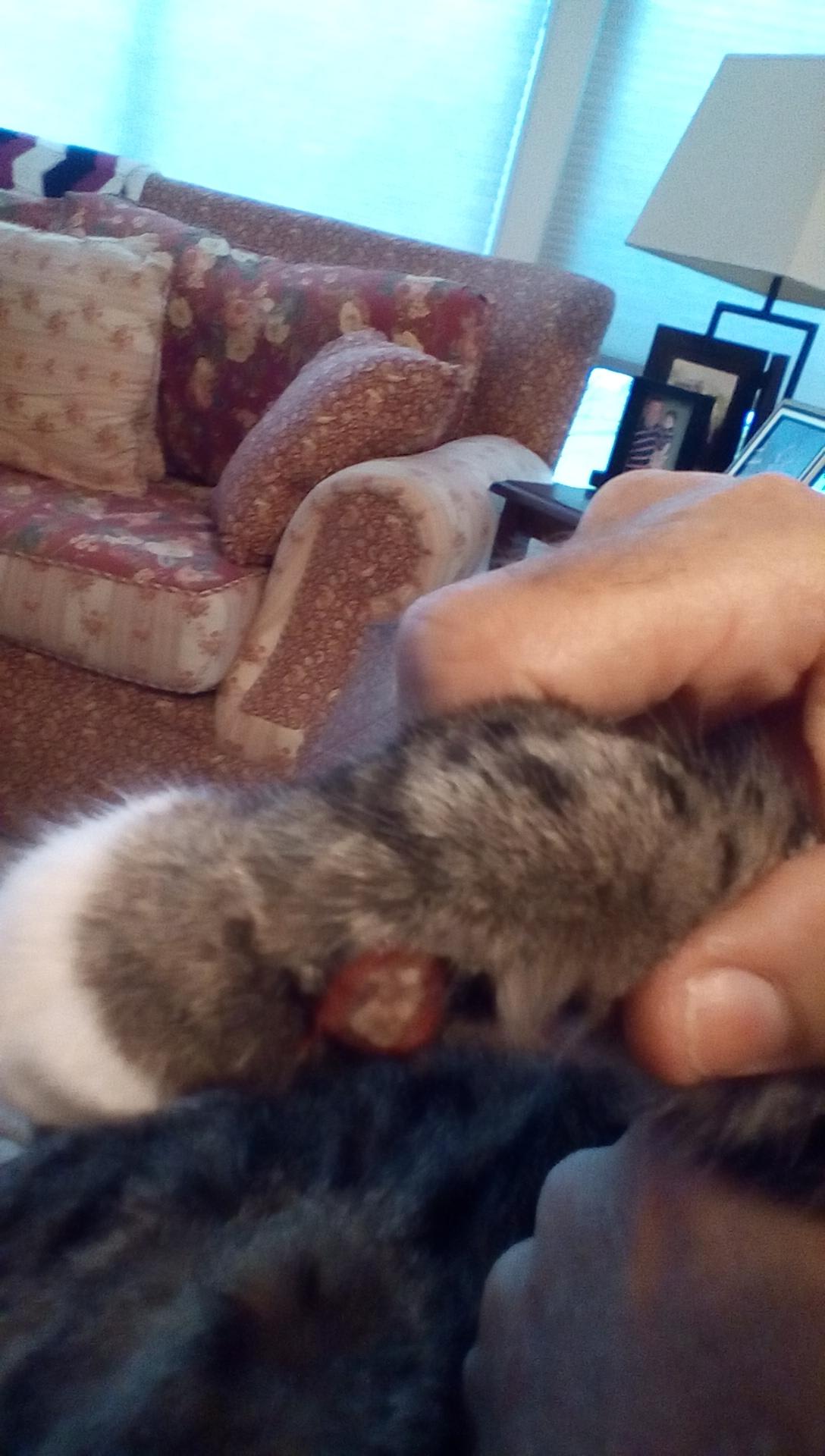 My cat has a red circle with grey bumps on its skin. What is it? | Petco