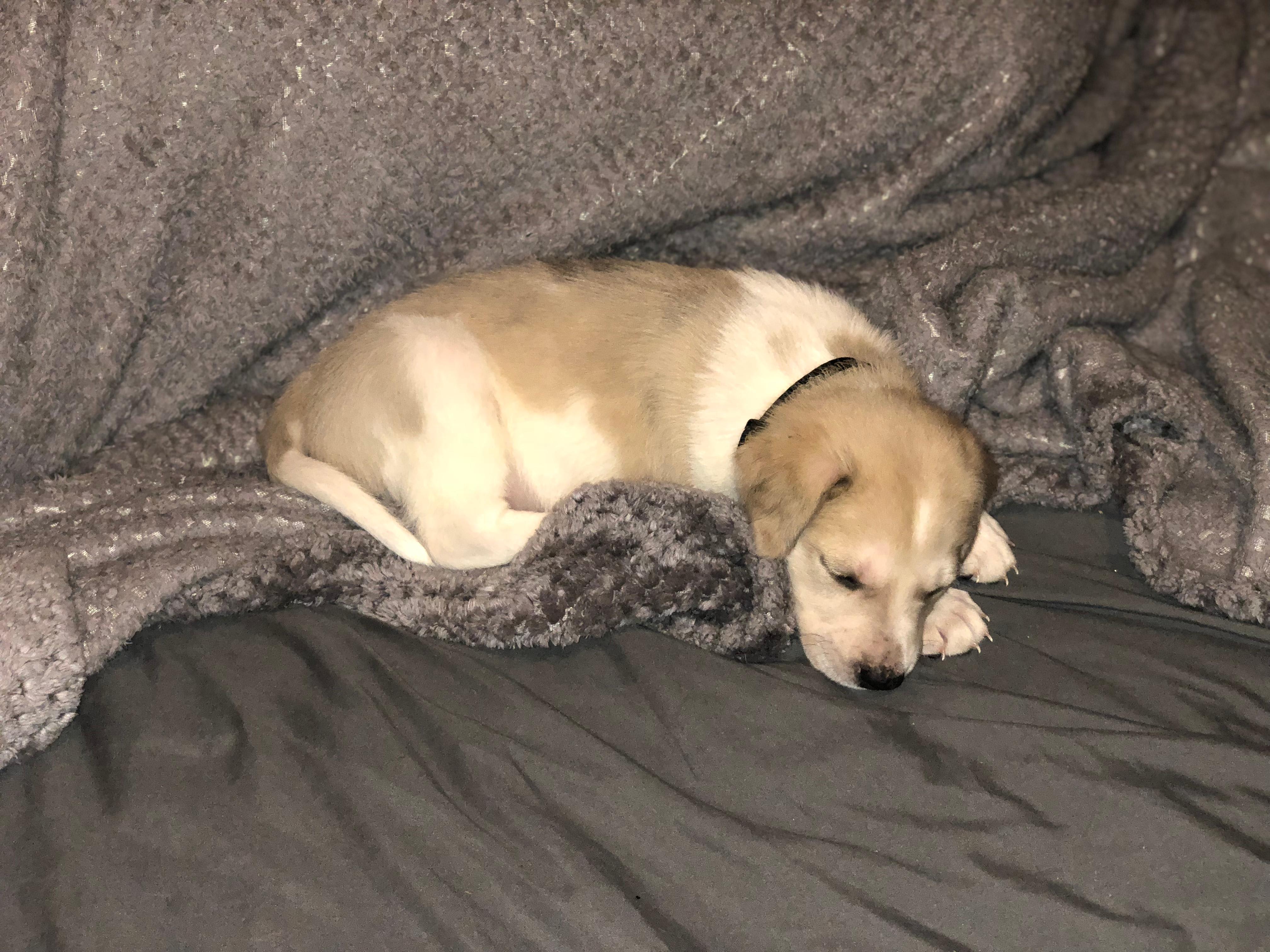 4-Week-Old Puppy Left Mom Early? Health & Behavior Issues | Petco