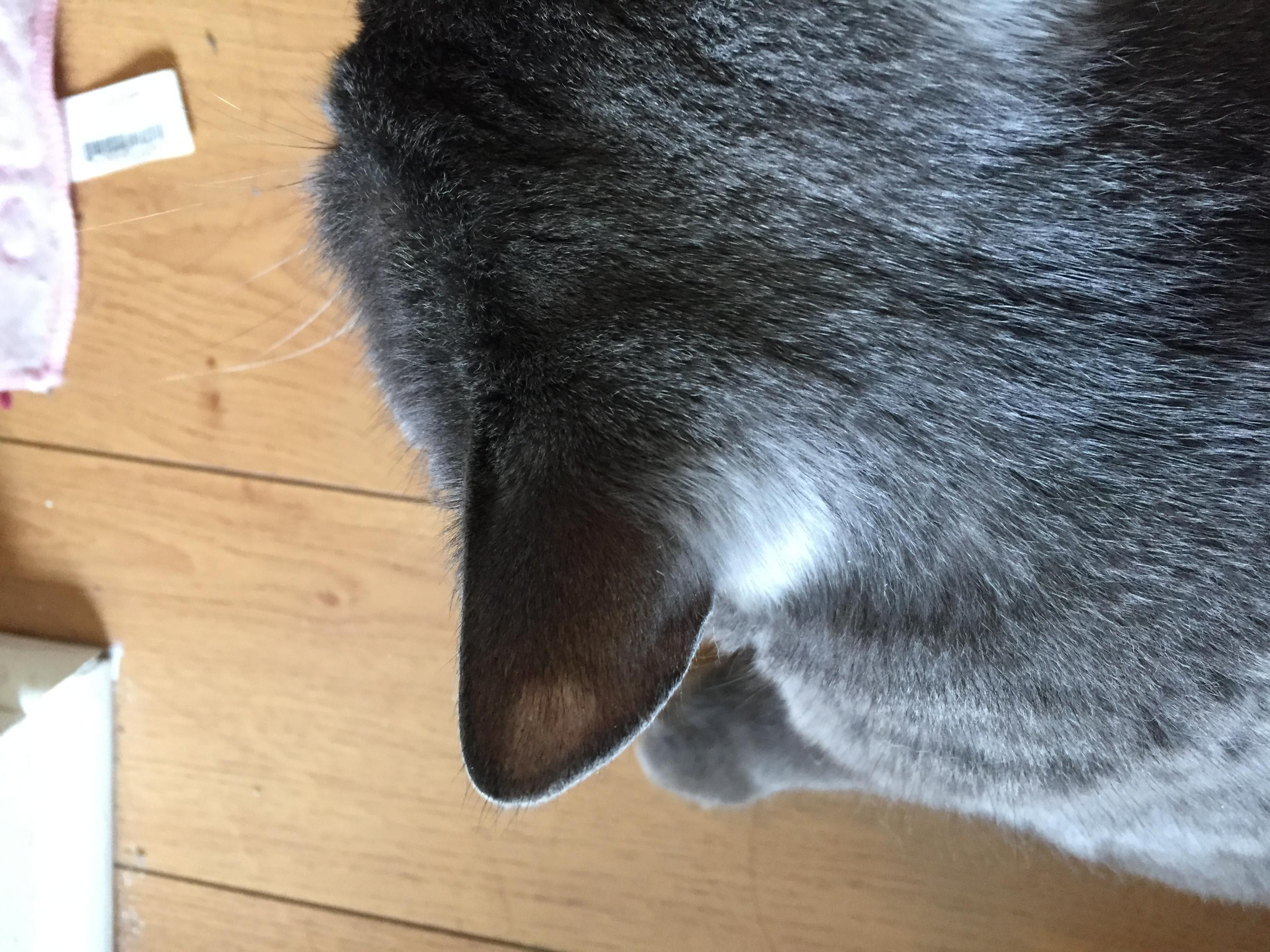 Why does my cat have discolored spots on ear tips? Is it serious? | Petco