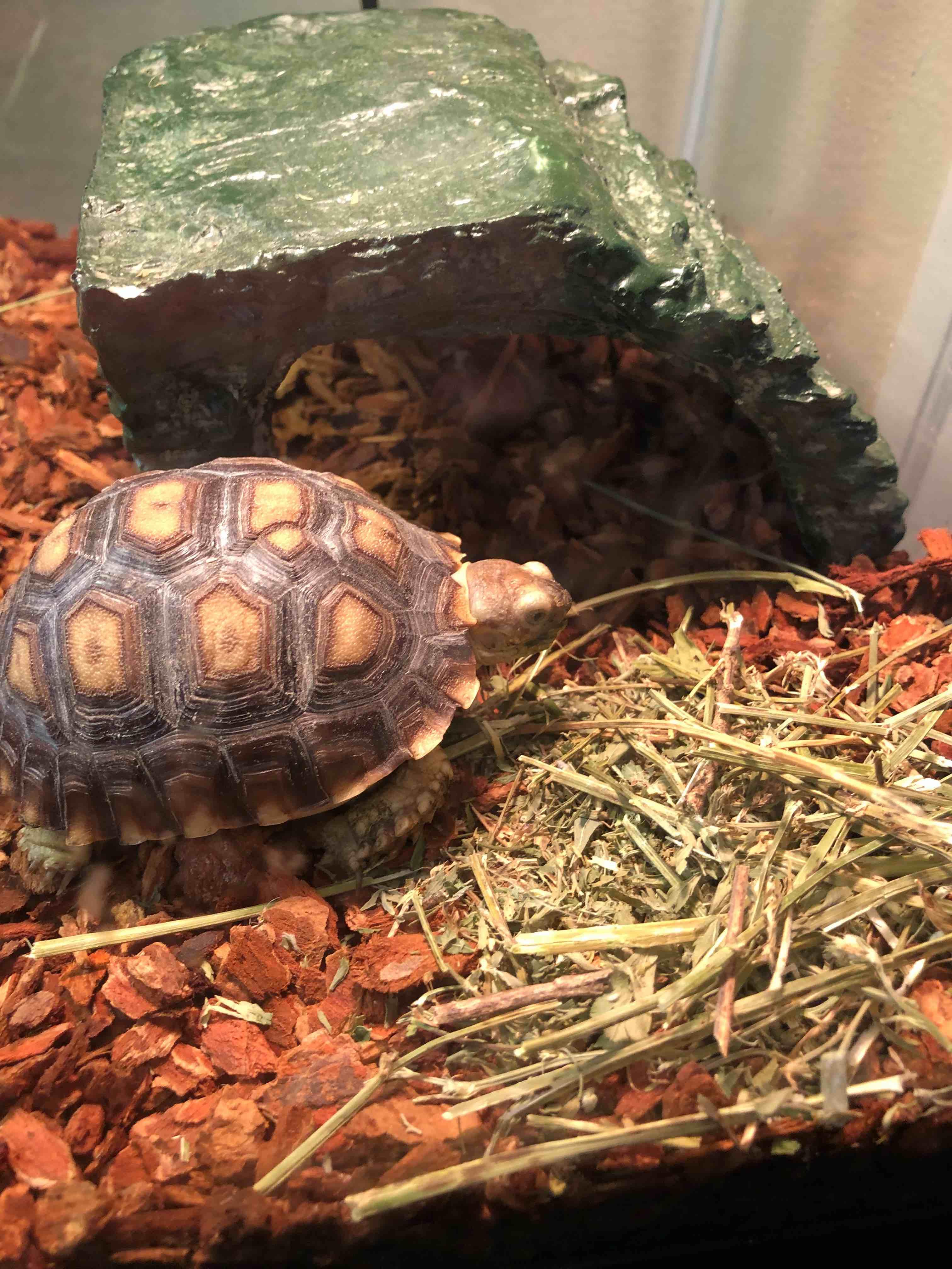 What fresh foods for a healthy Sulcata tortoise diet? | Petco