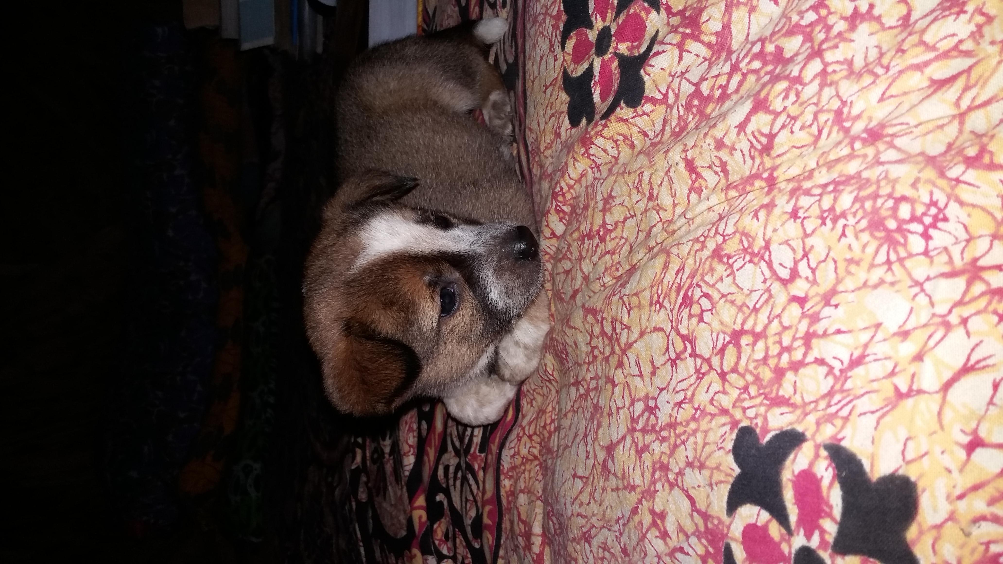My Unvaccinated Puppy Played With a Street Dog. What Should I Do? | Petco