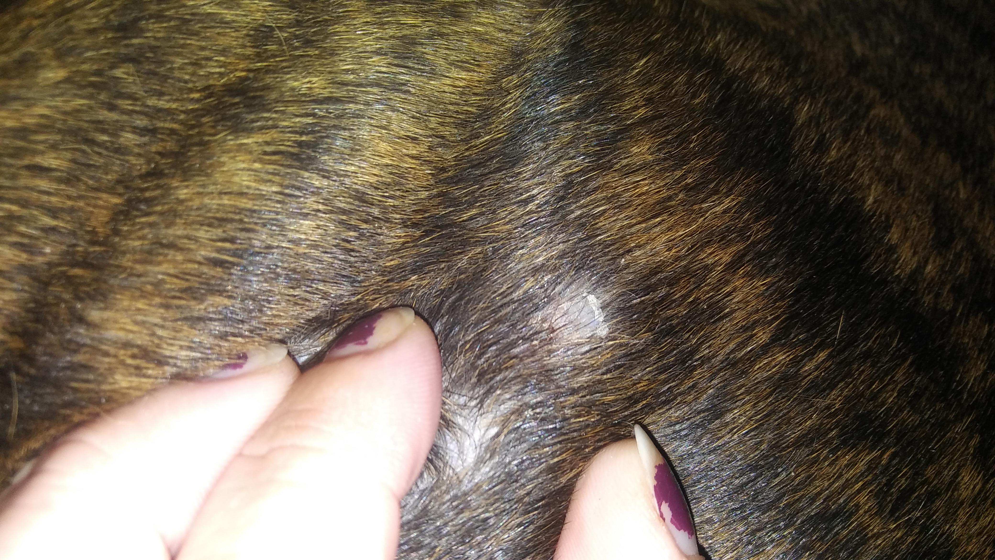 My Dog Has Crusty Skin Ring & Hair Loss. Is It Contagious? | Petco