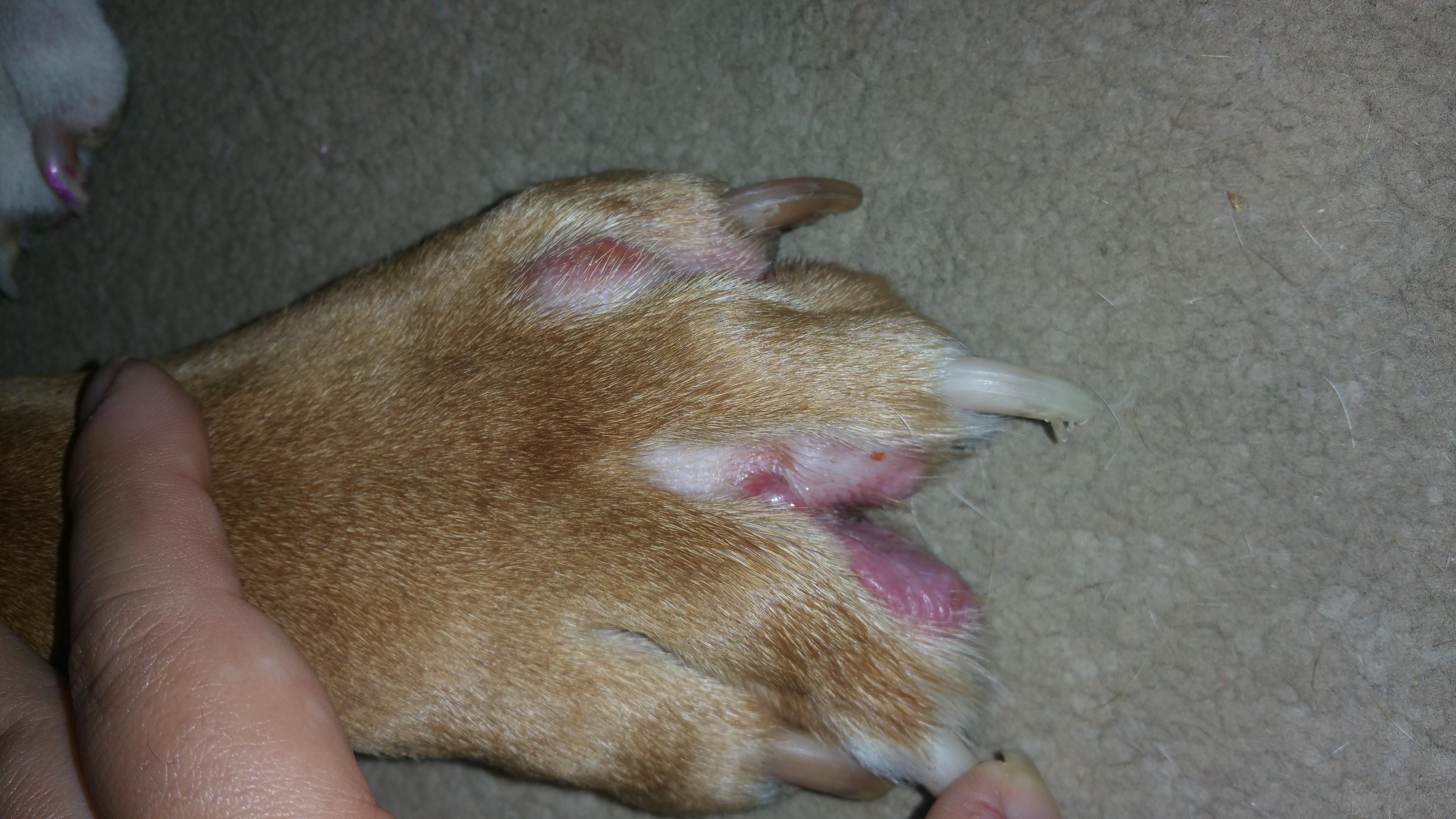 My dog has oozing, bleeding paw sores. Could it be an ear issue? | Petco