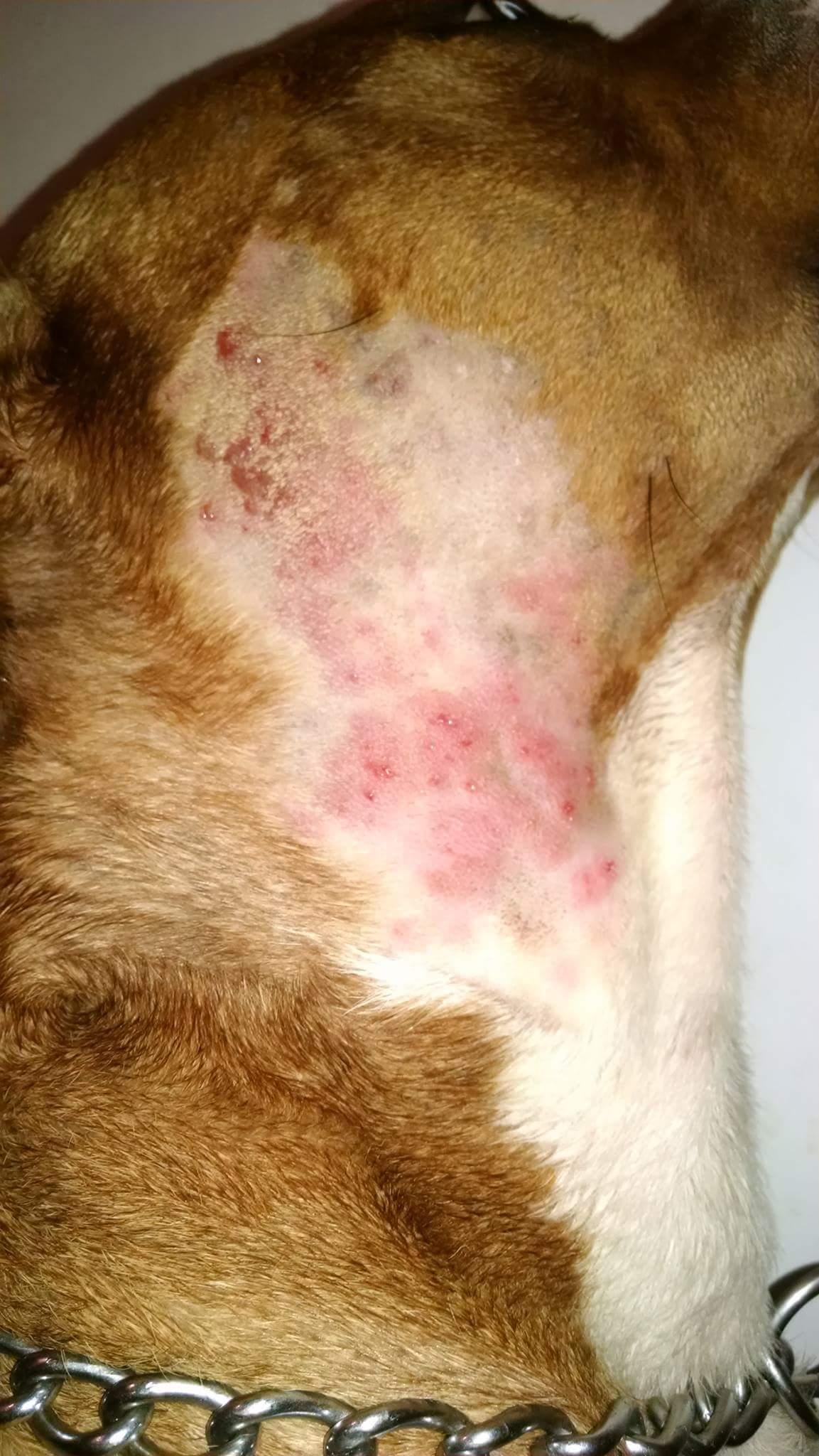 Pitbull Bumpy Rash on Face/Neck: Causes & Treatment Guide | Petco