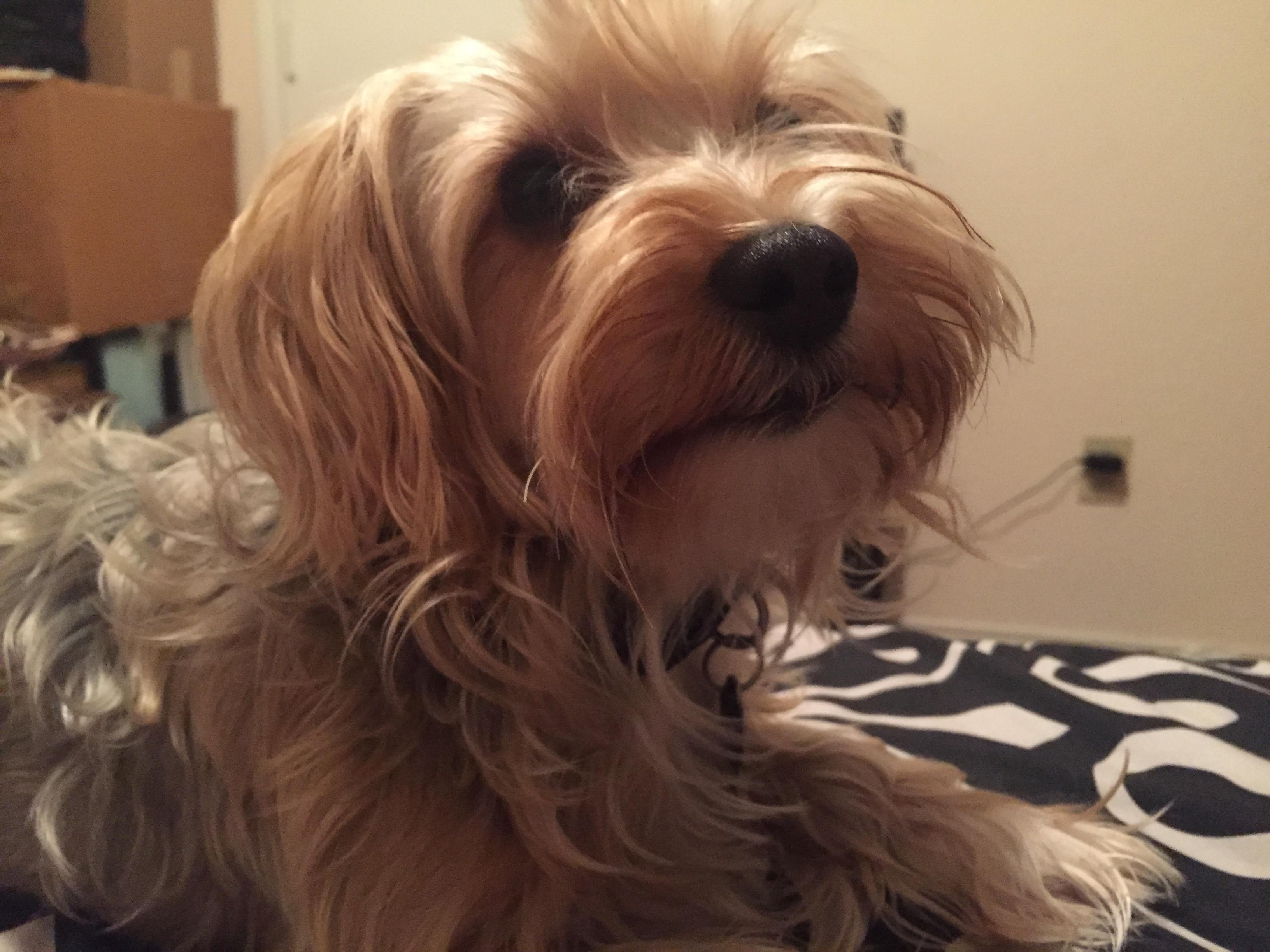 Why is my Yorkie throwing up foam, has diarrhea, and won't eat? | Petco