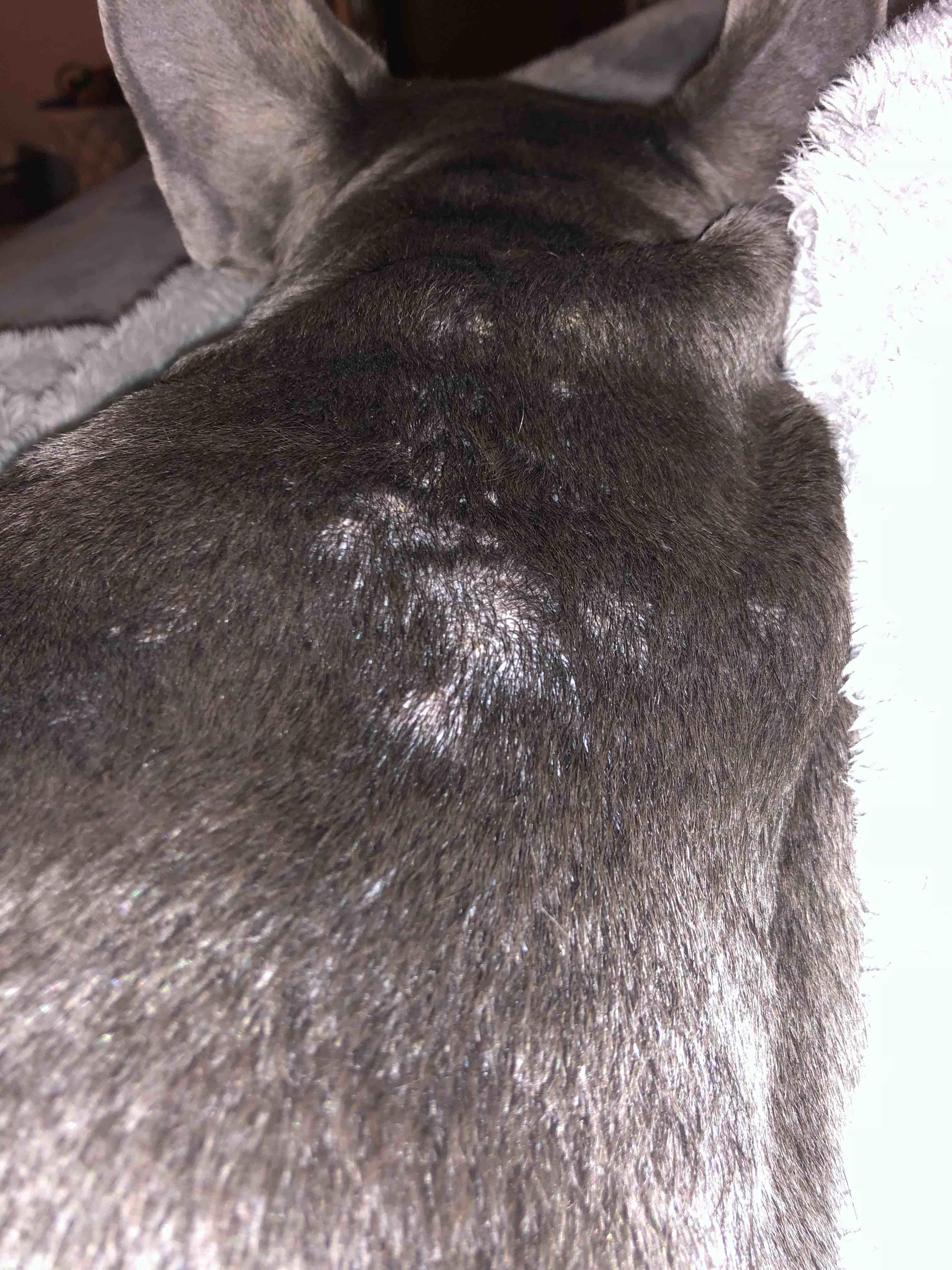 My dog has itchy bumps after ivermectin for demodex. Is it hives? | Petco