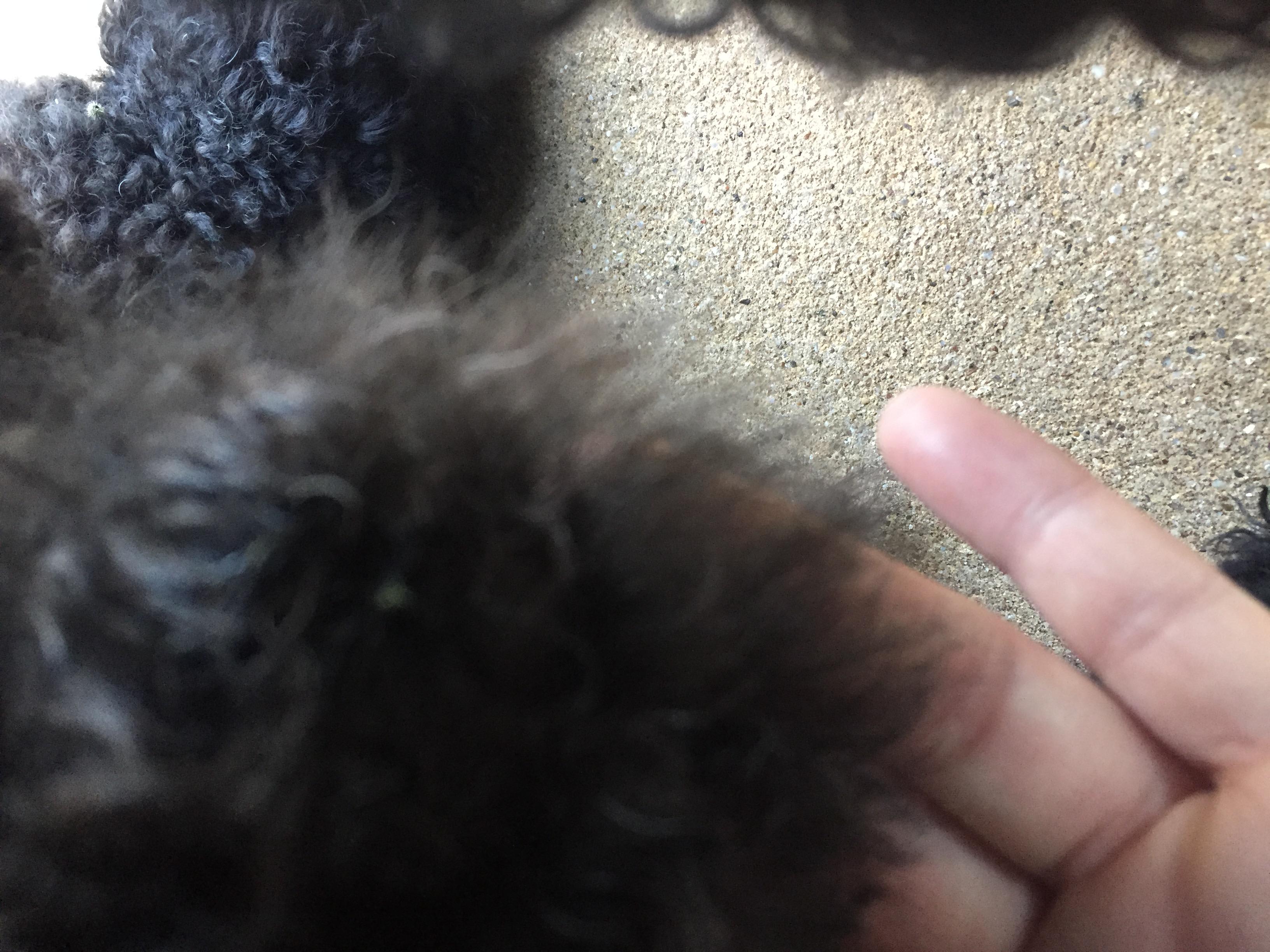 Will Neutering Reduce Balanoposthitis Risk for Your Intact Dog? | Petco