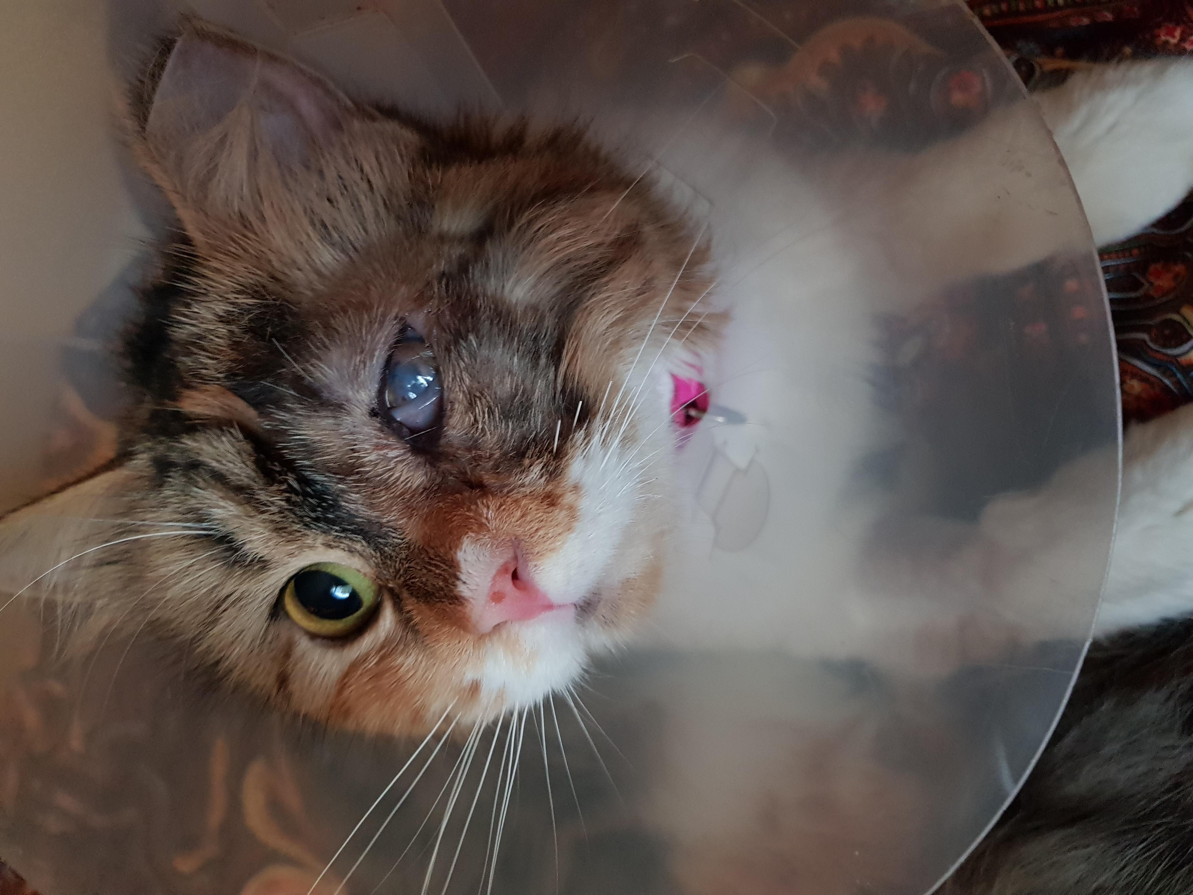 My Cat's Eye Cloudy, Third Eyelid Visible After Puncture? Get Help | Petco