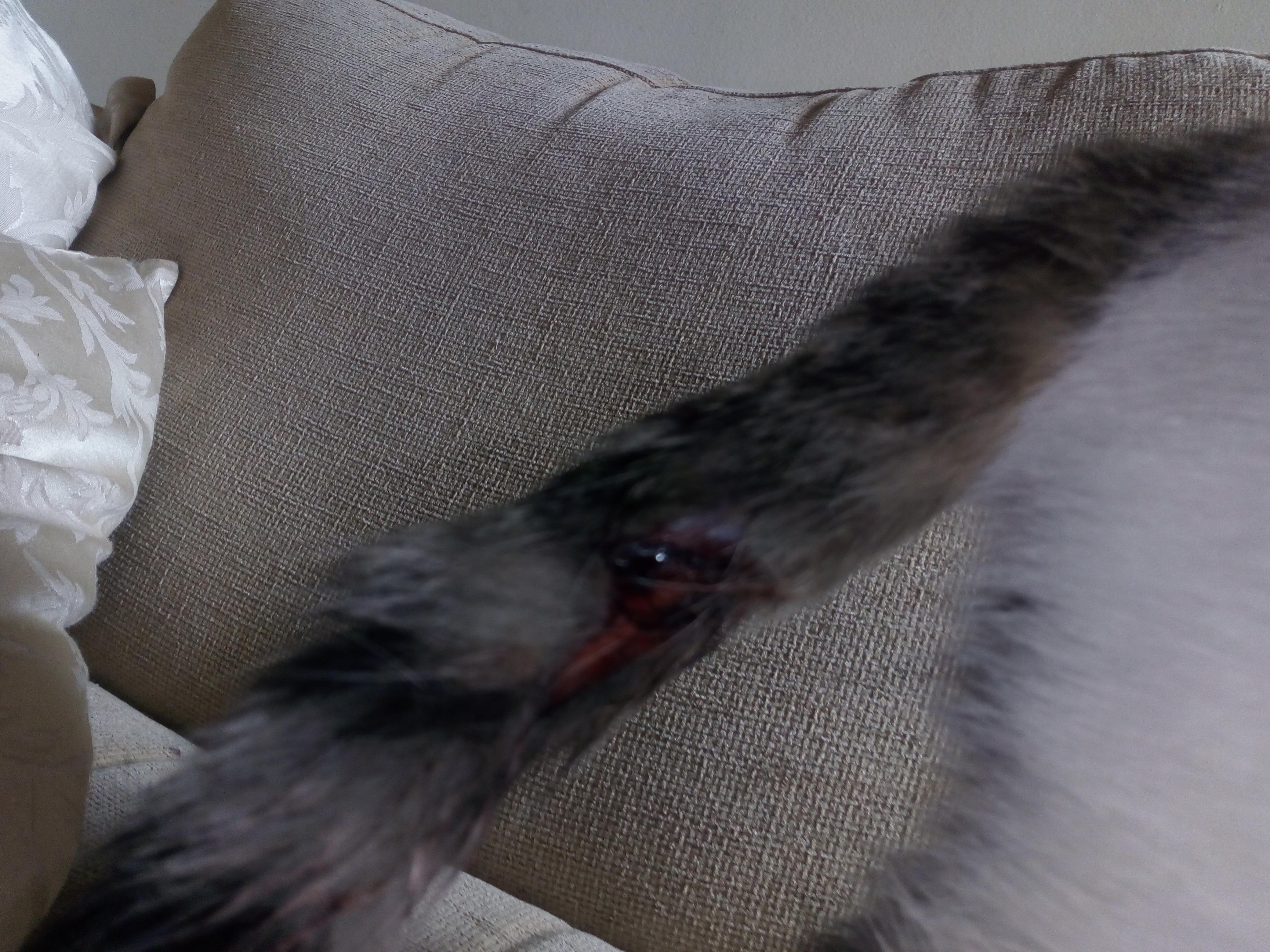 Cat's Tail Slammed in Door? What to Do for the Injury | Petco
