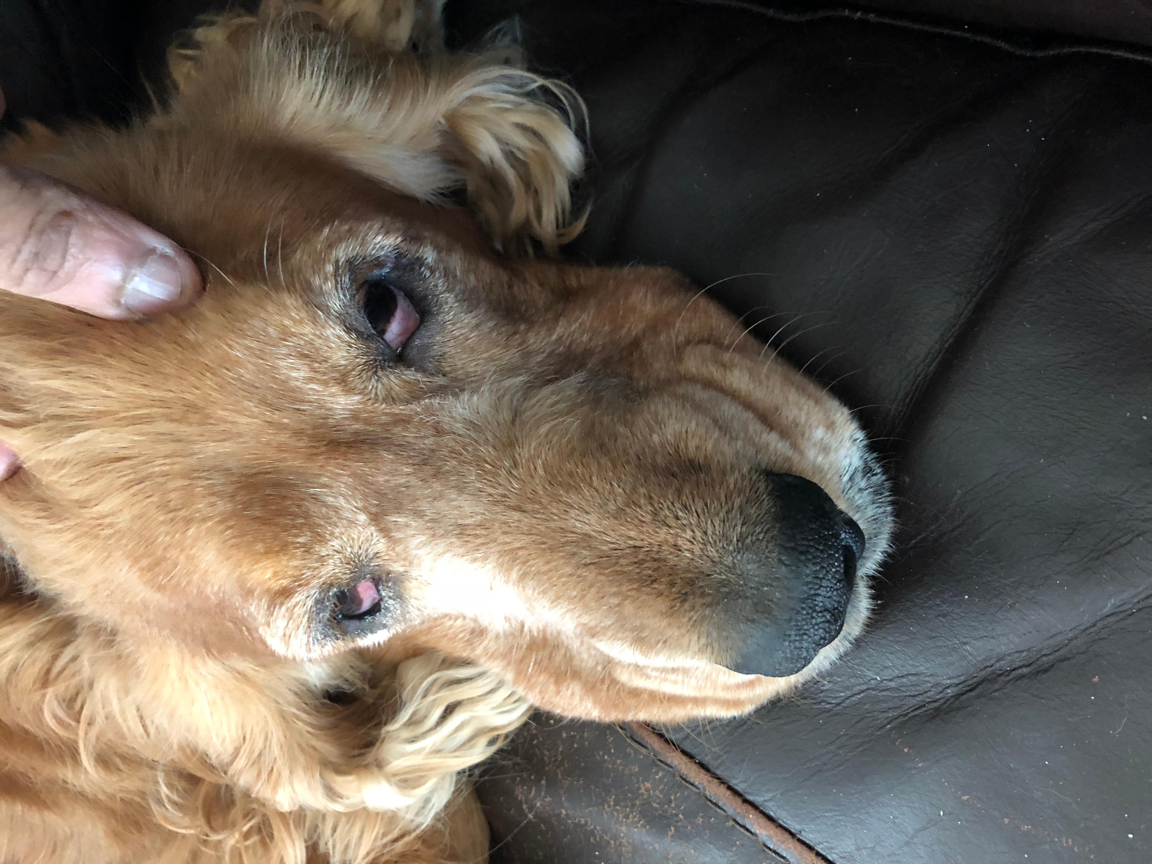 My Cocker Spaniel Has Red, Crusty Eyes. Is It Dry Eye? | Petco