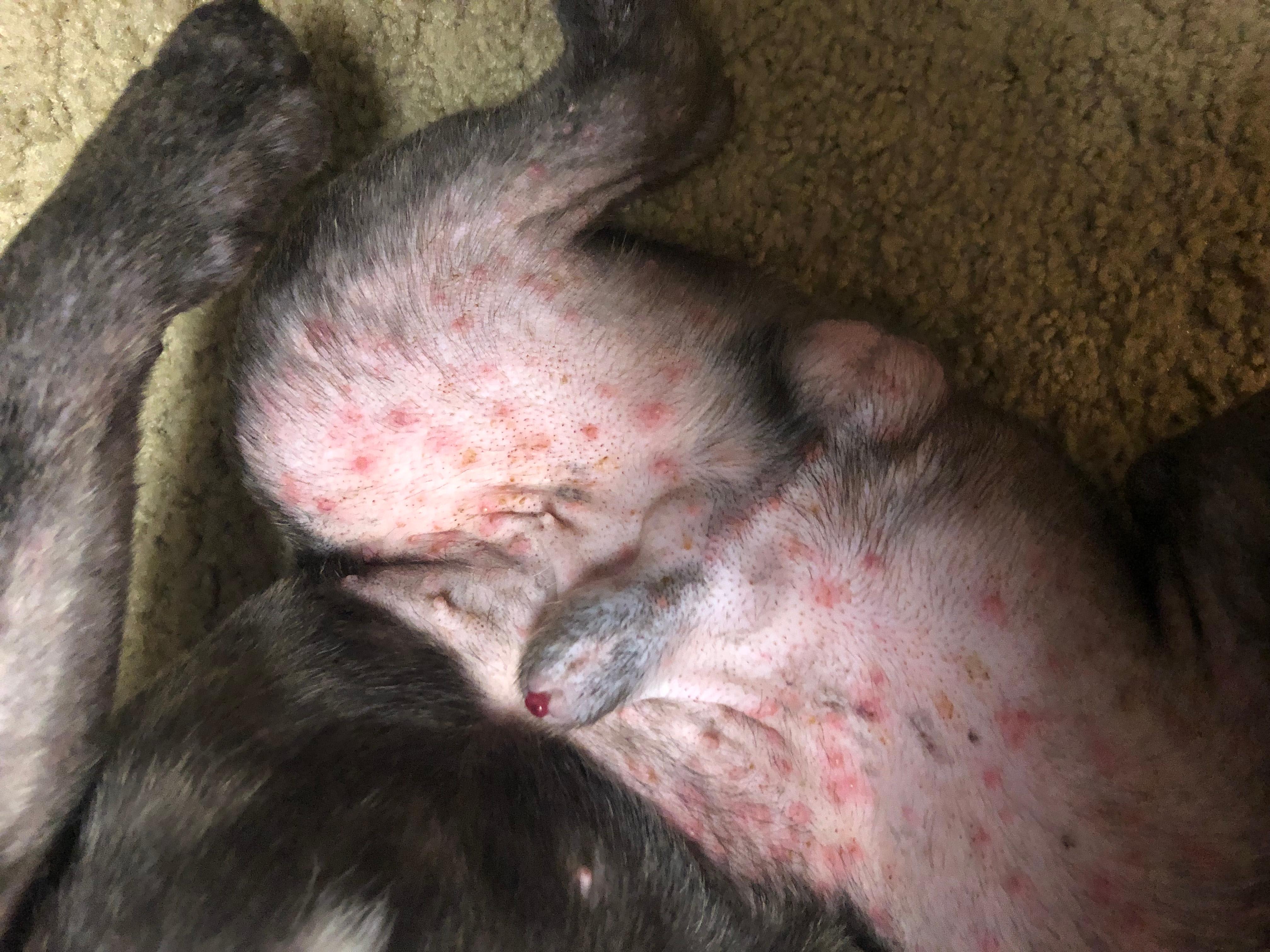 What causes red bumps & itching on your French Bulldog? | Petco