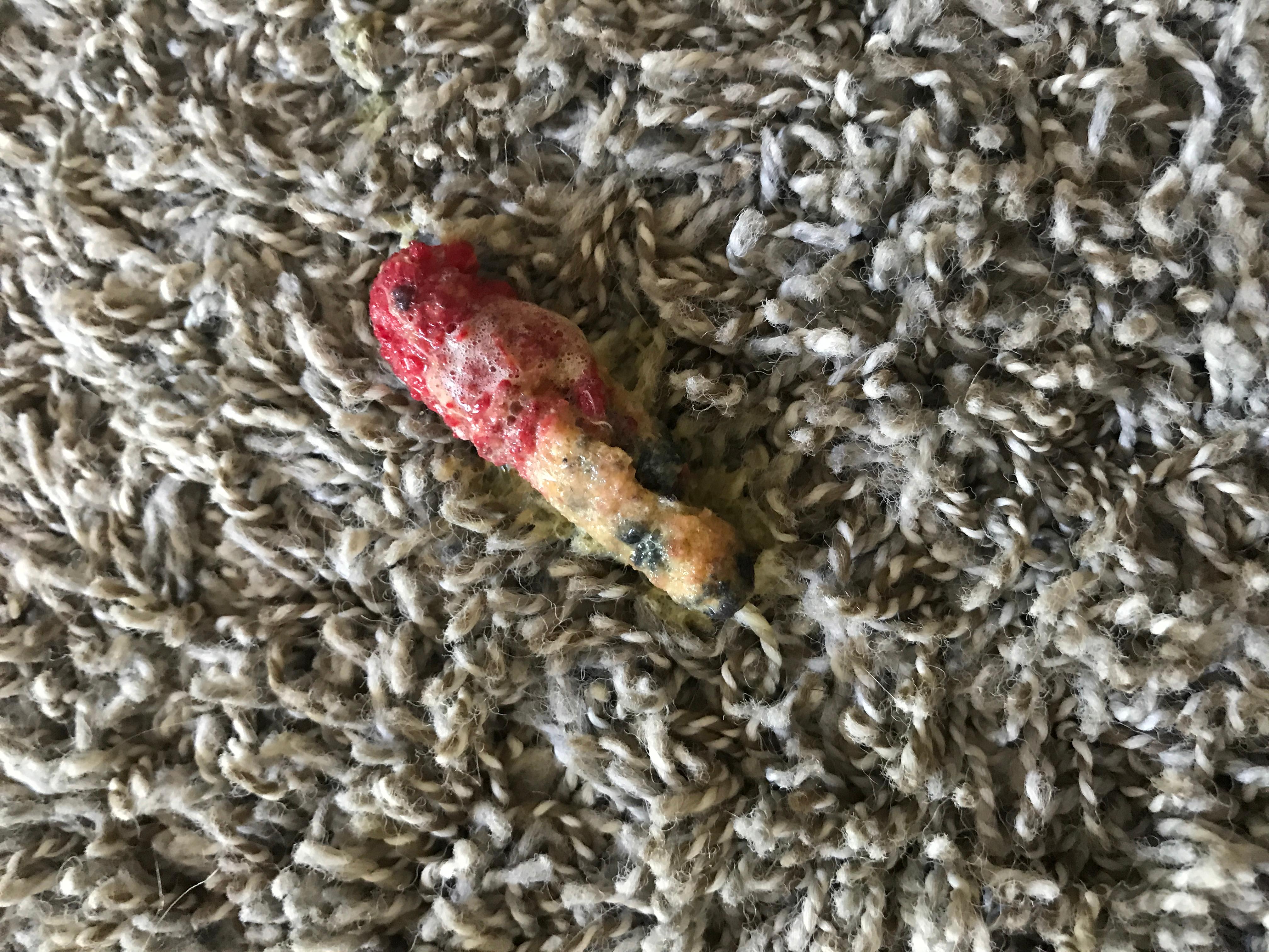 So yesterday and today my puppy had blood in his stool and I didn't ...