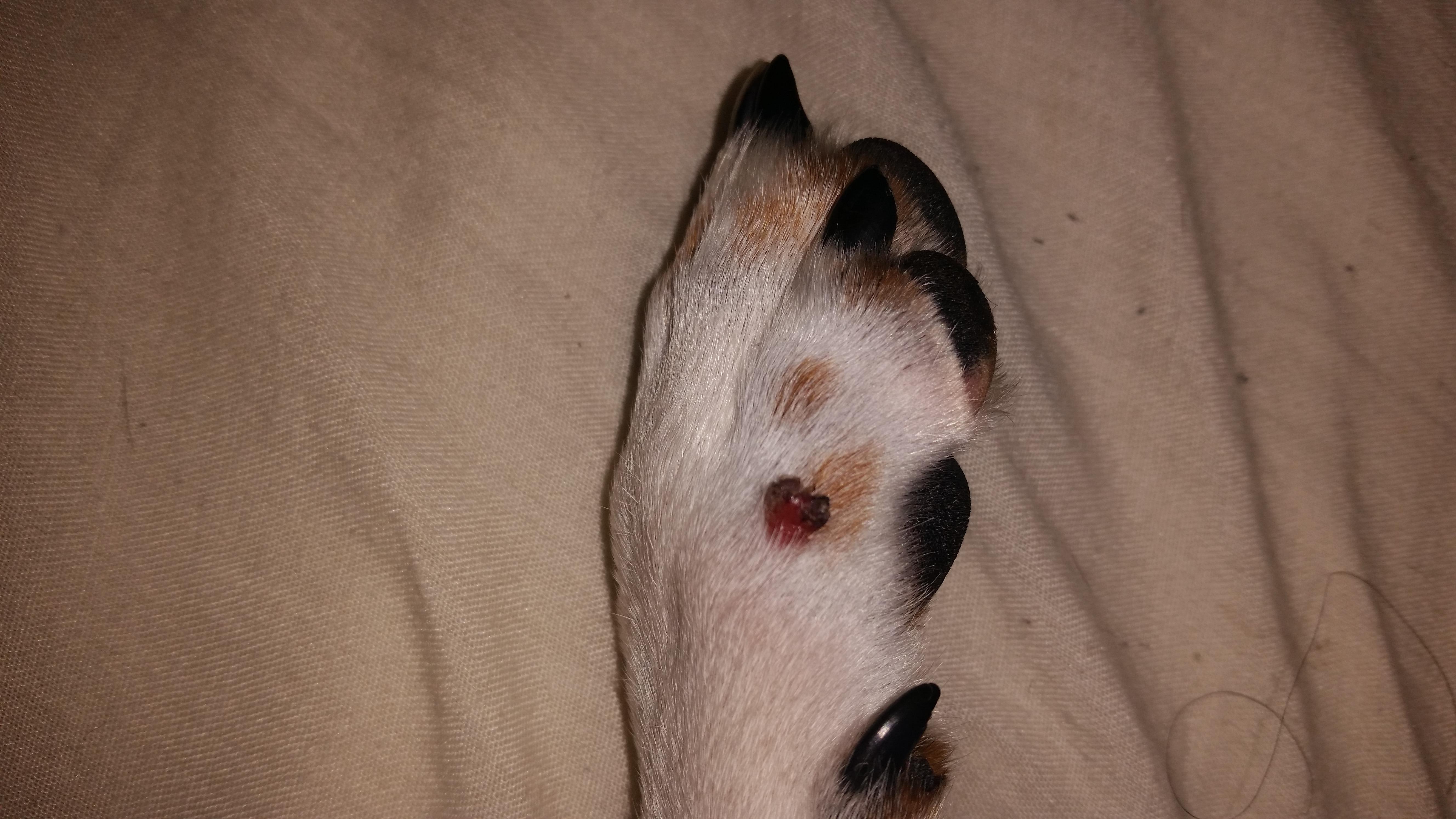 My dog has a bleeding lump on her paw. Should I go to the vet? | Petco