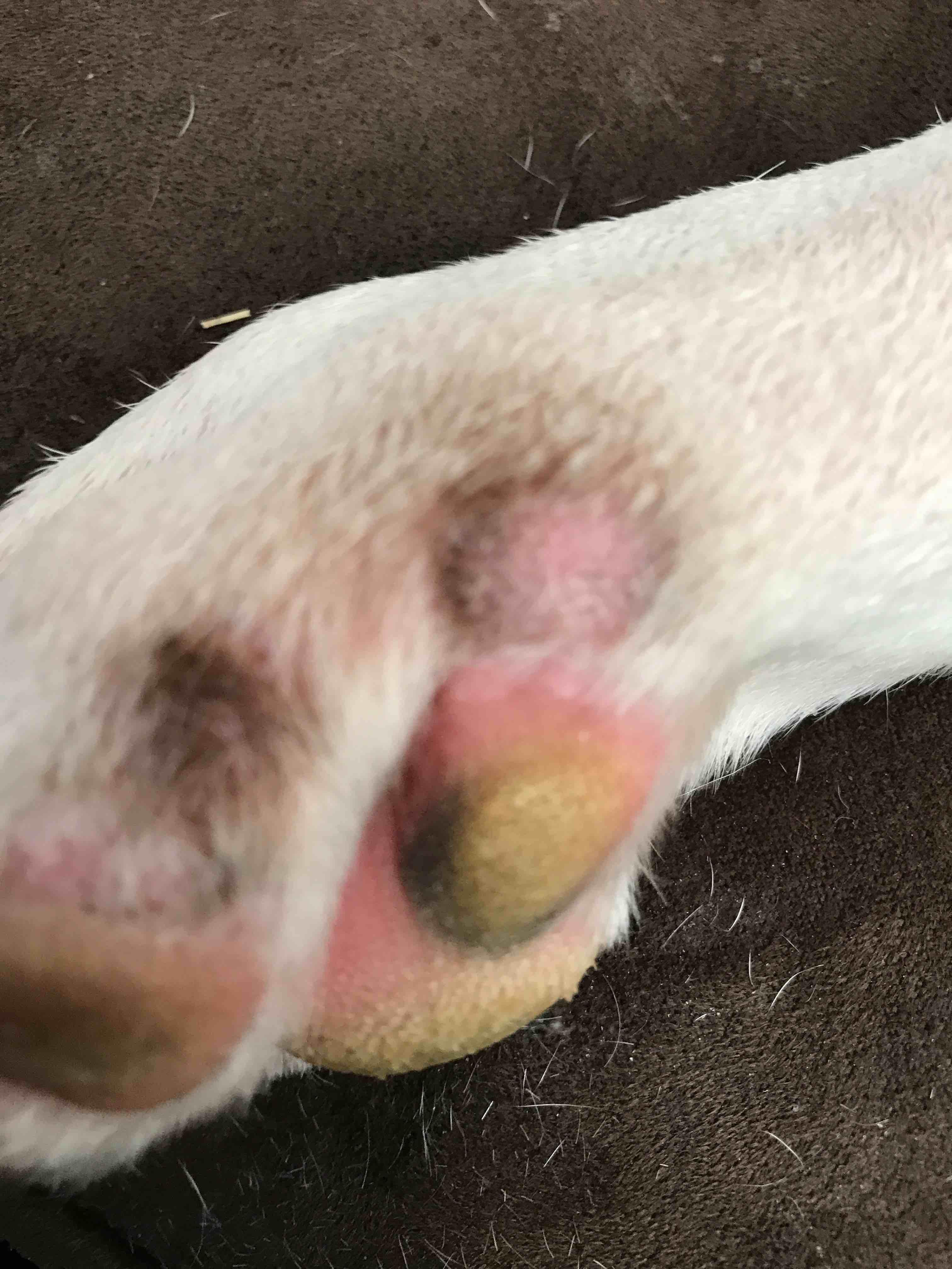 Why does my dog have bald spots and discolored paw pads/nails? | Petco