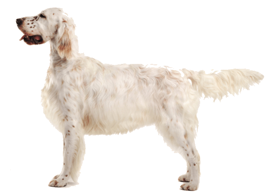 English Setter Breed Facts and Information