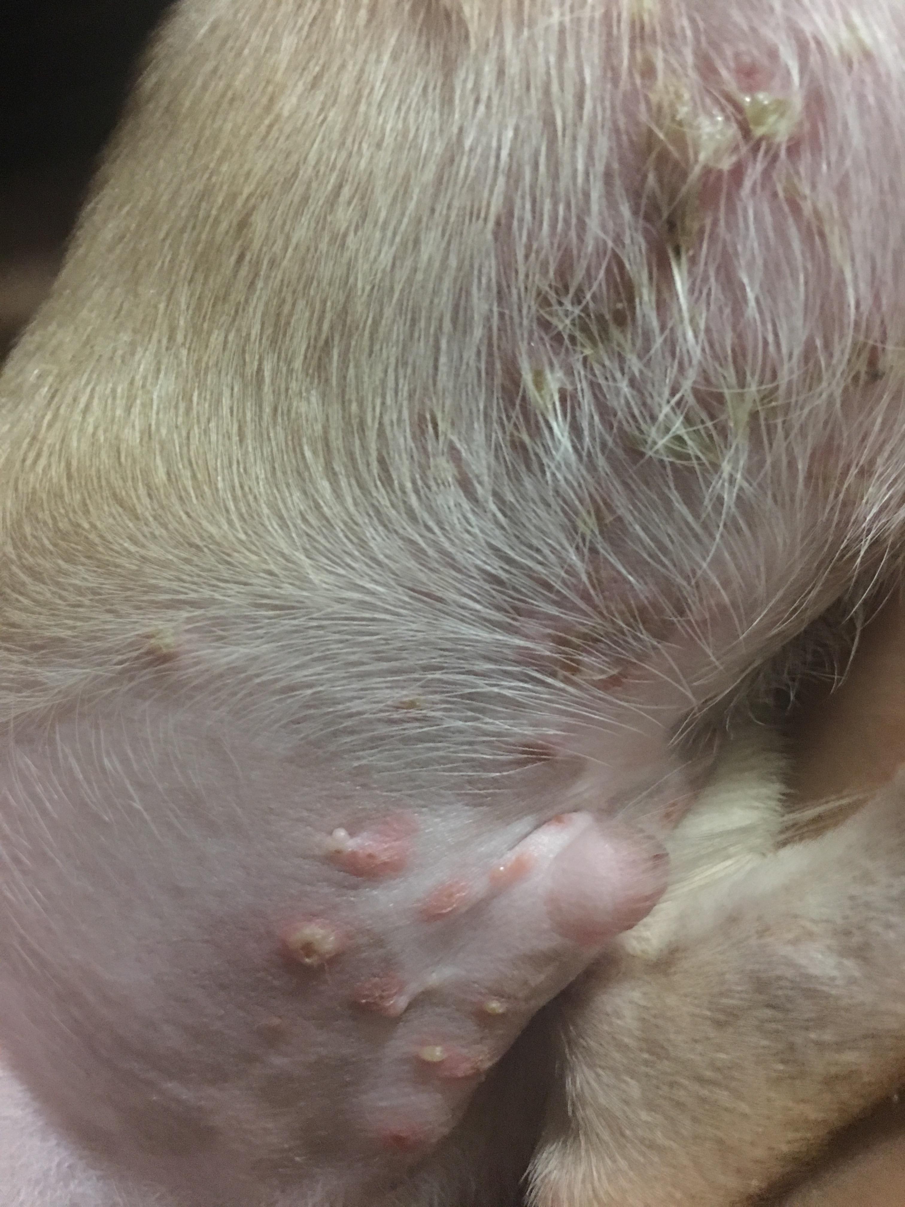 Why Does My Dog Have Red Bumps on His Belly and Under His Chin? | Petco