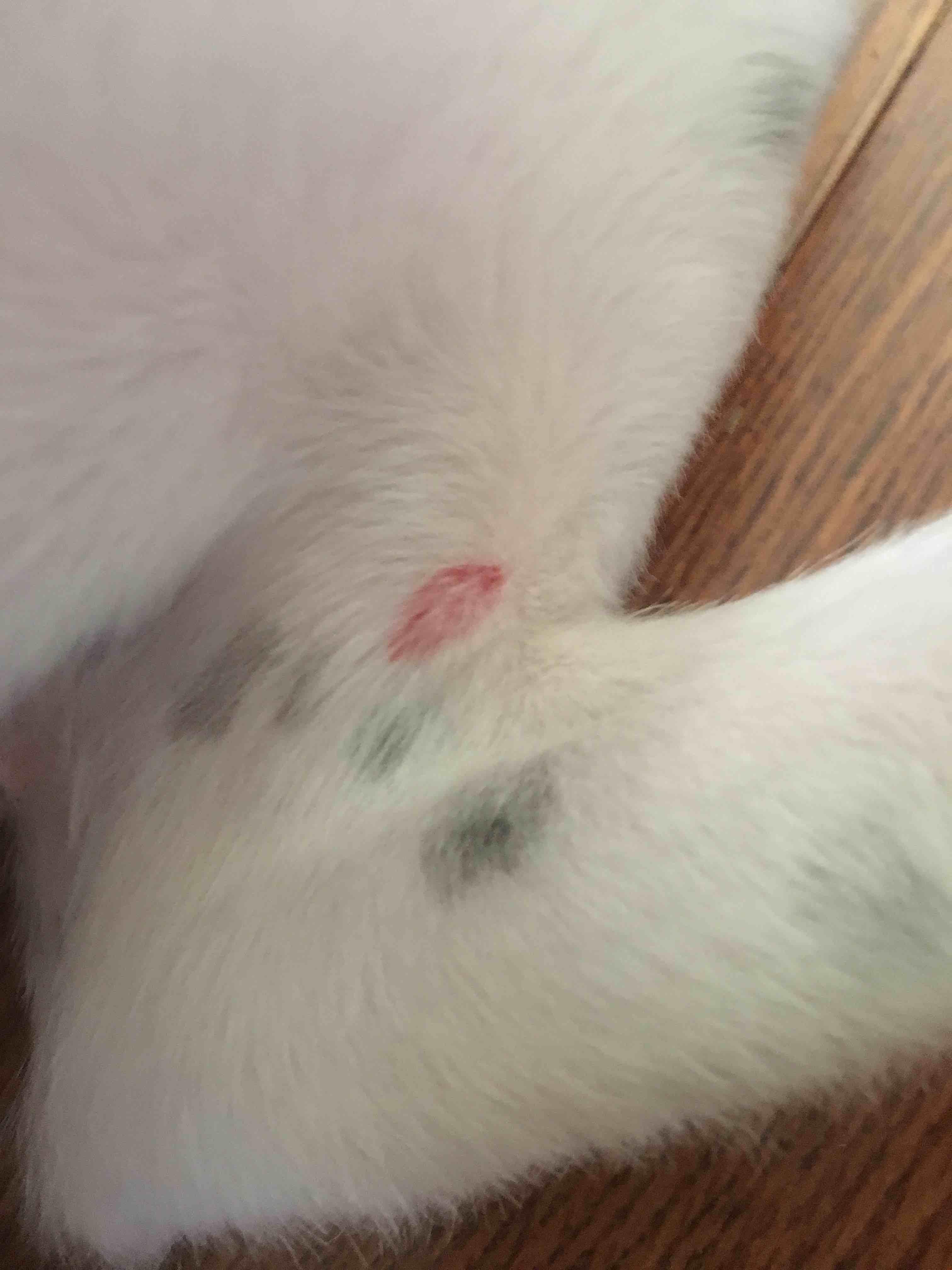 Pink Ring on Dog's Armpit: What Is It & Is It Serious? | Petco