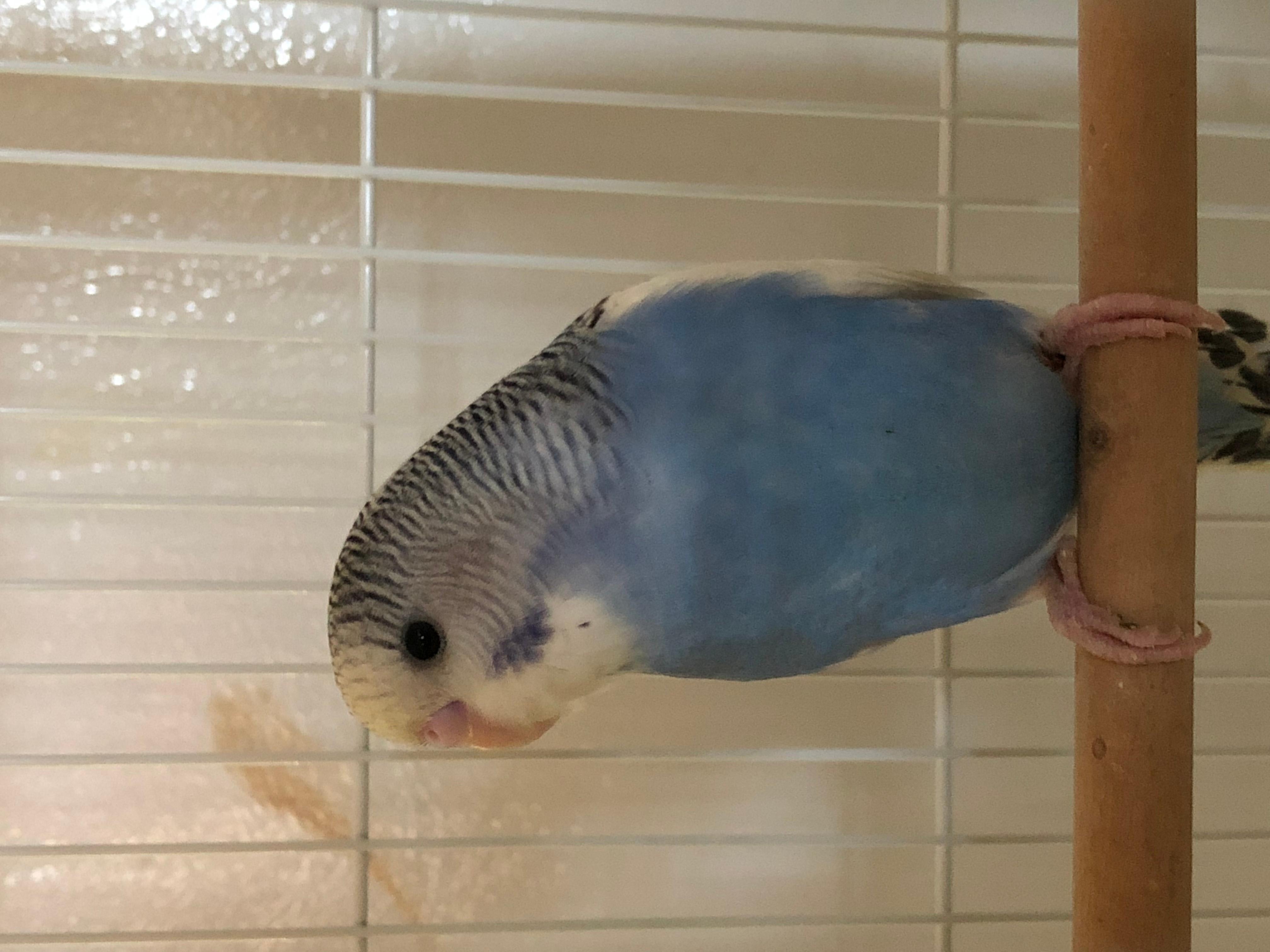 Is Your Parakeet a Boy or Girl? Learn How to Tell Its Gender | Petco