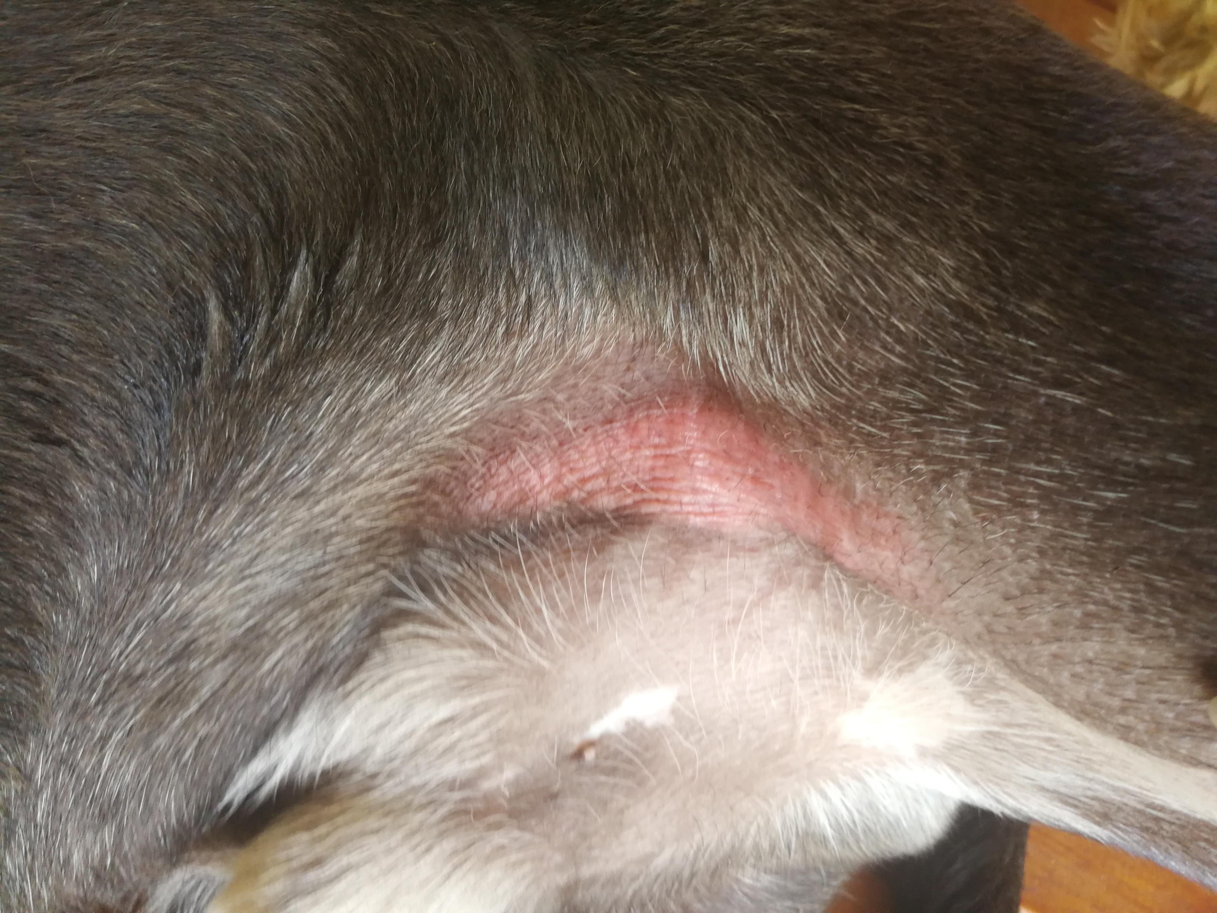 Why does my dog have a raised red rash on his stomach or groin? | Petco