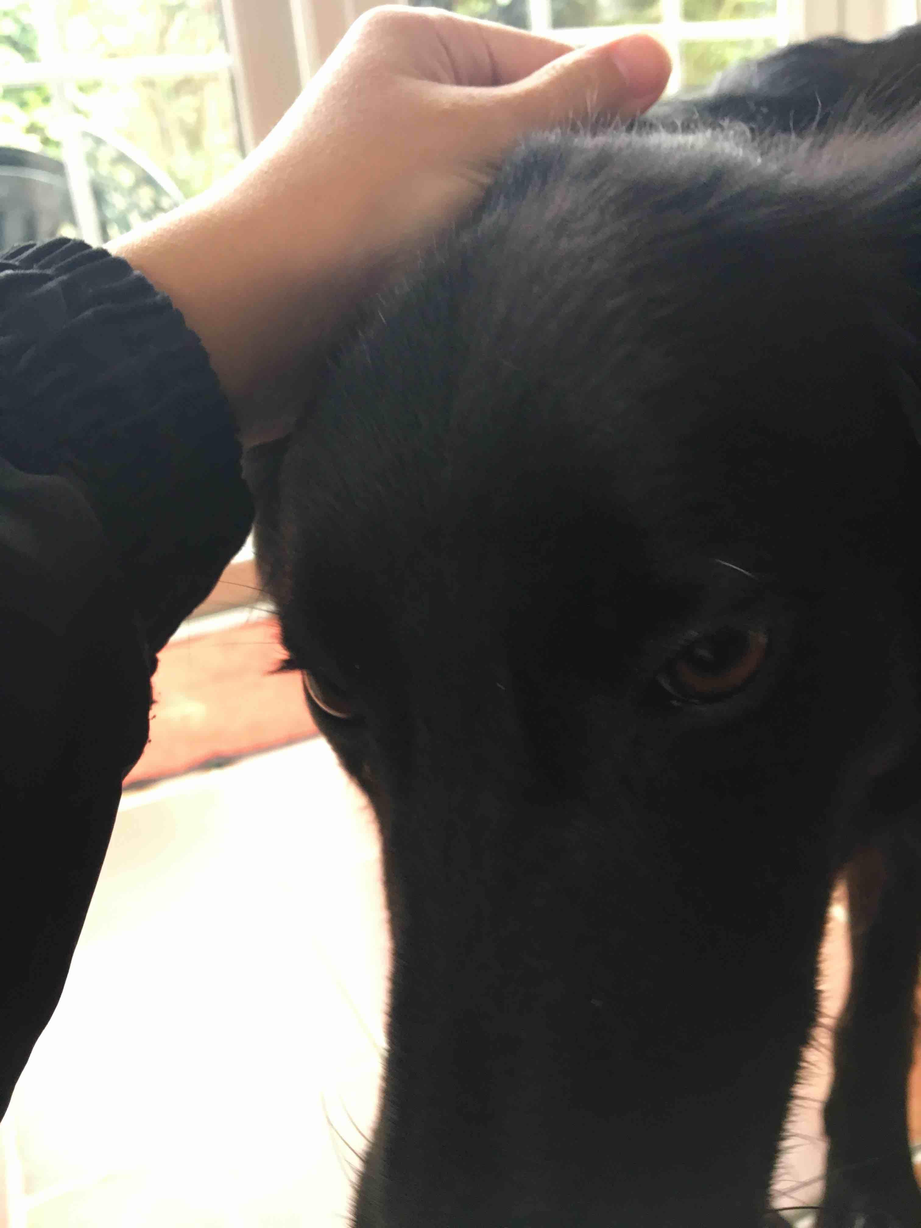 Why Does My Dog Bite Hands? Causes & How to Stop It | Petco