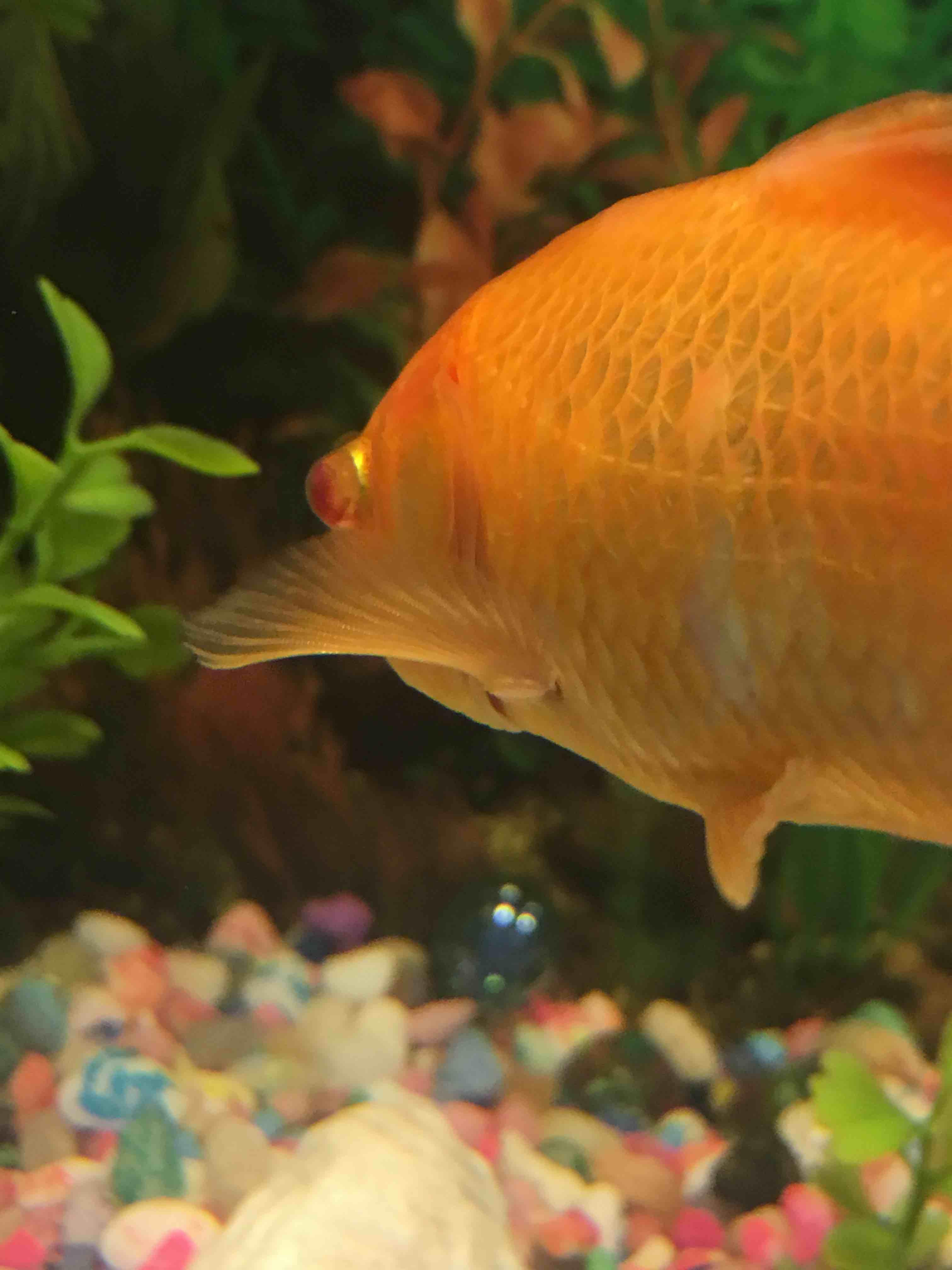 My Fish Has Popeye & Bleeding Eye: What Should I Do? | Petco