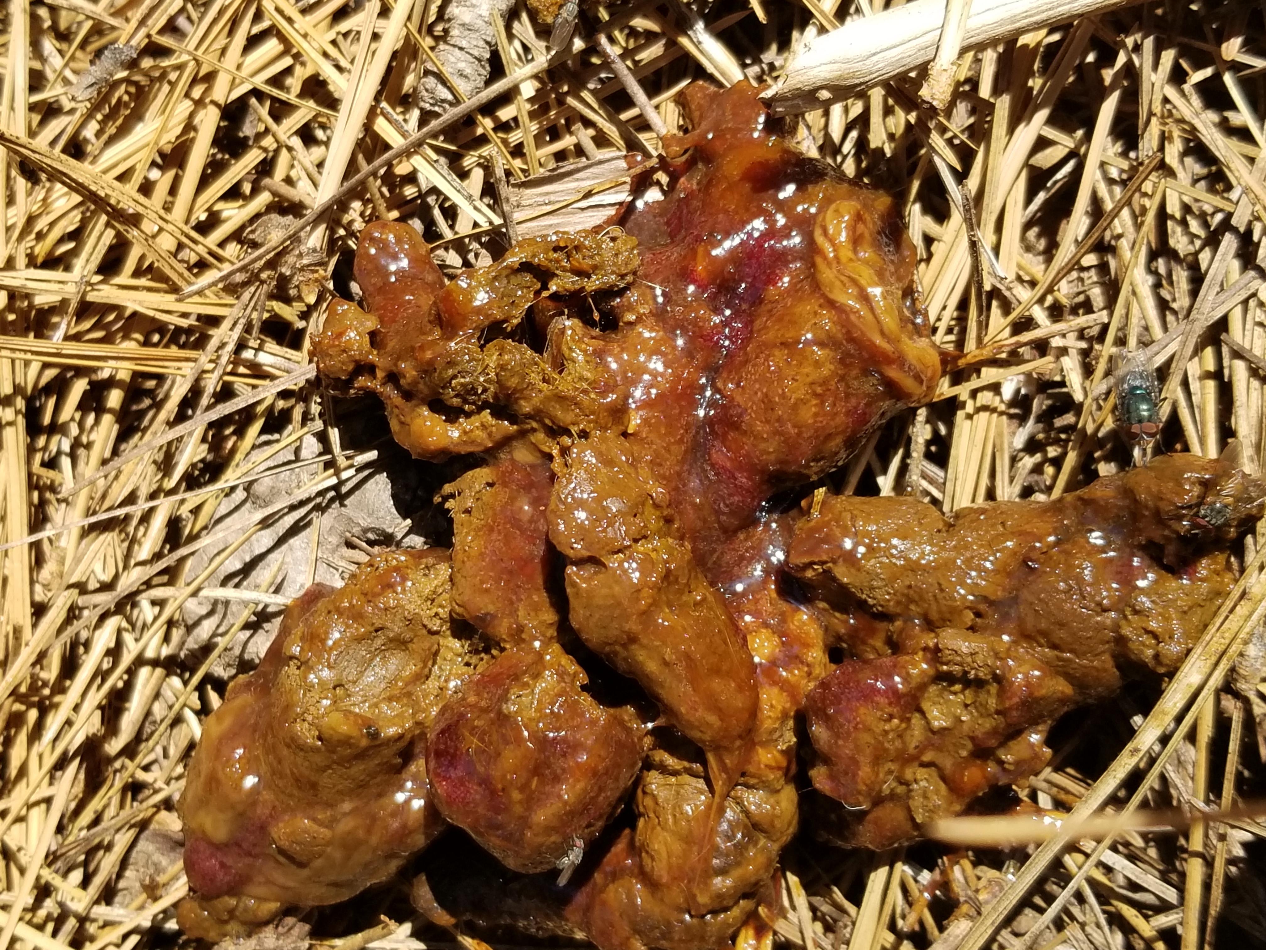 Dog dragging bottom, bloody stool, worms in poop? What to do? | Petco