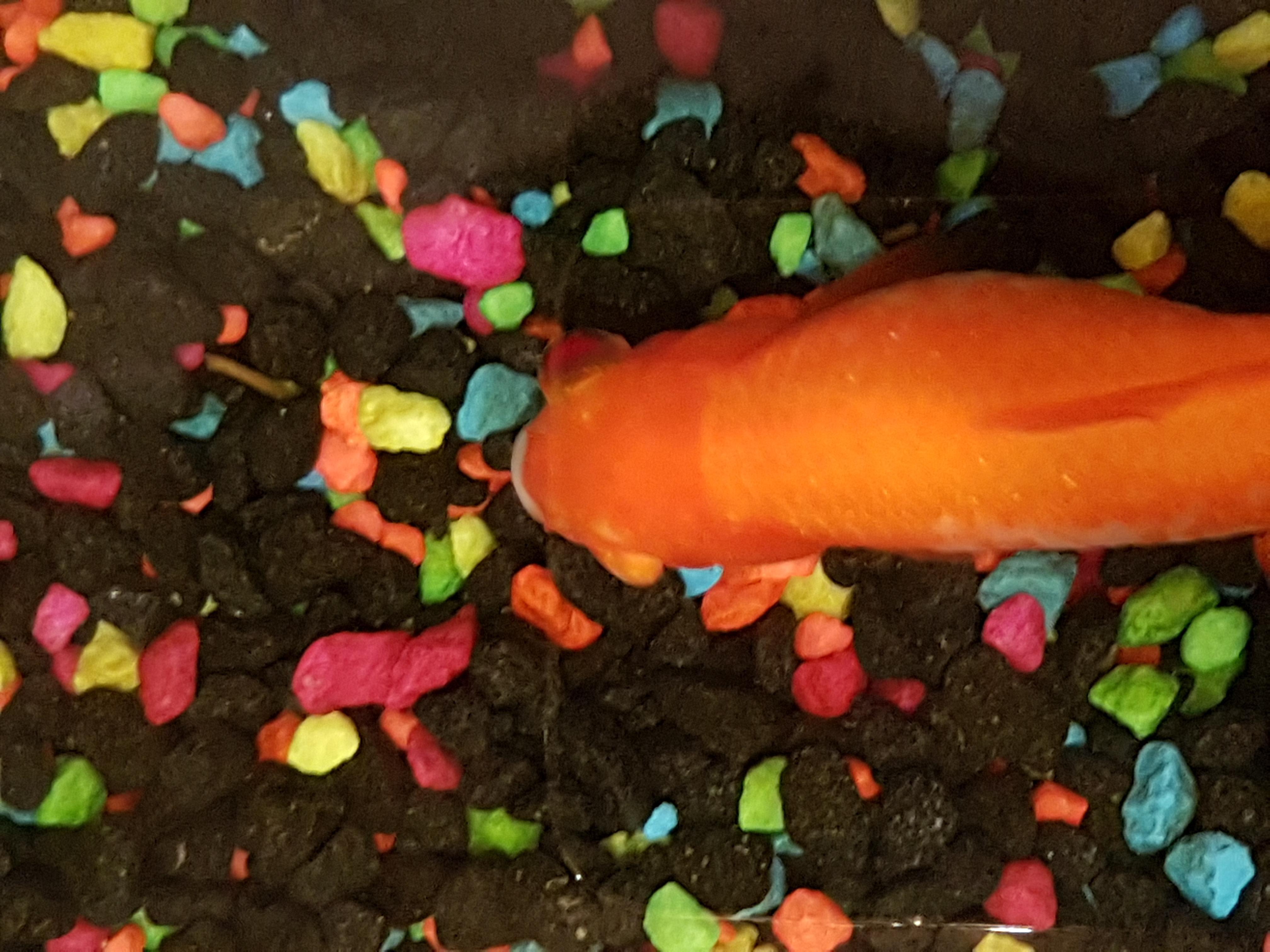 My Goldfish Has Pop Eye & Bloody Eye? What to Do Now | Petco