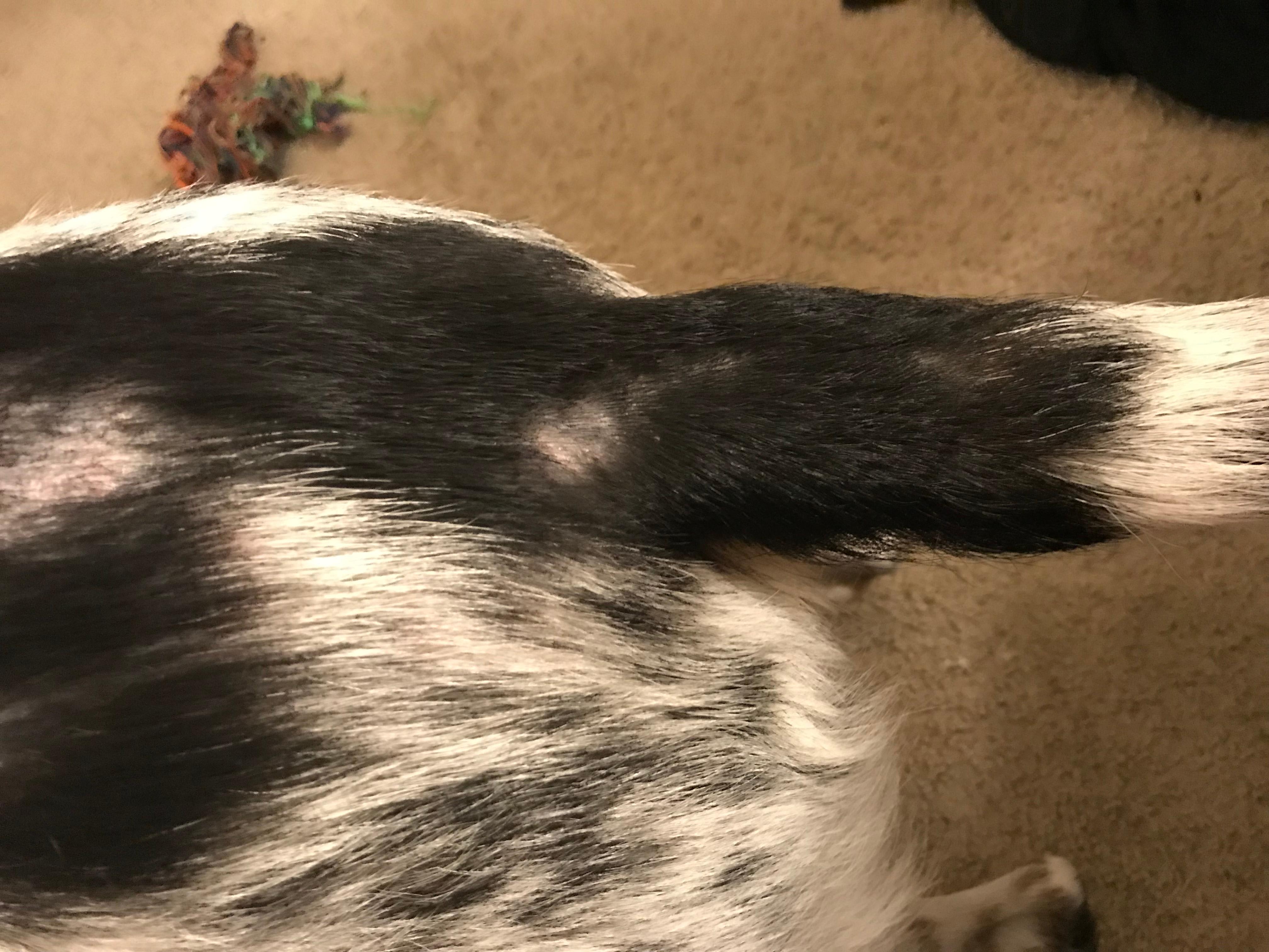 Dog Chewing Skin, Scabbing, Hair Loss: Allergies or Something Else? | Petco