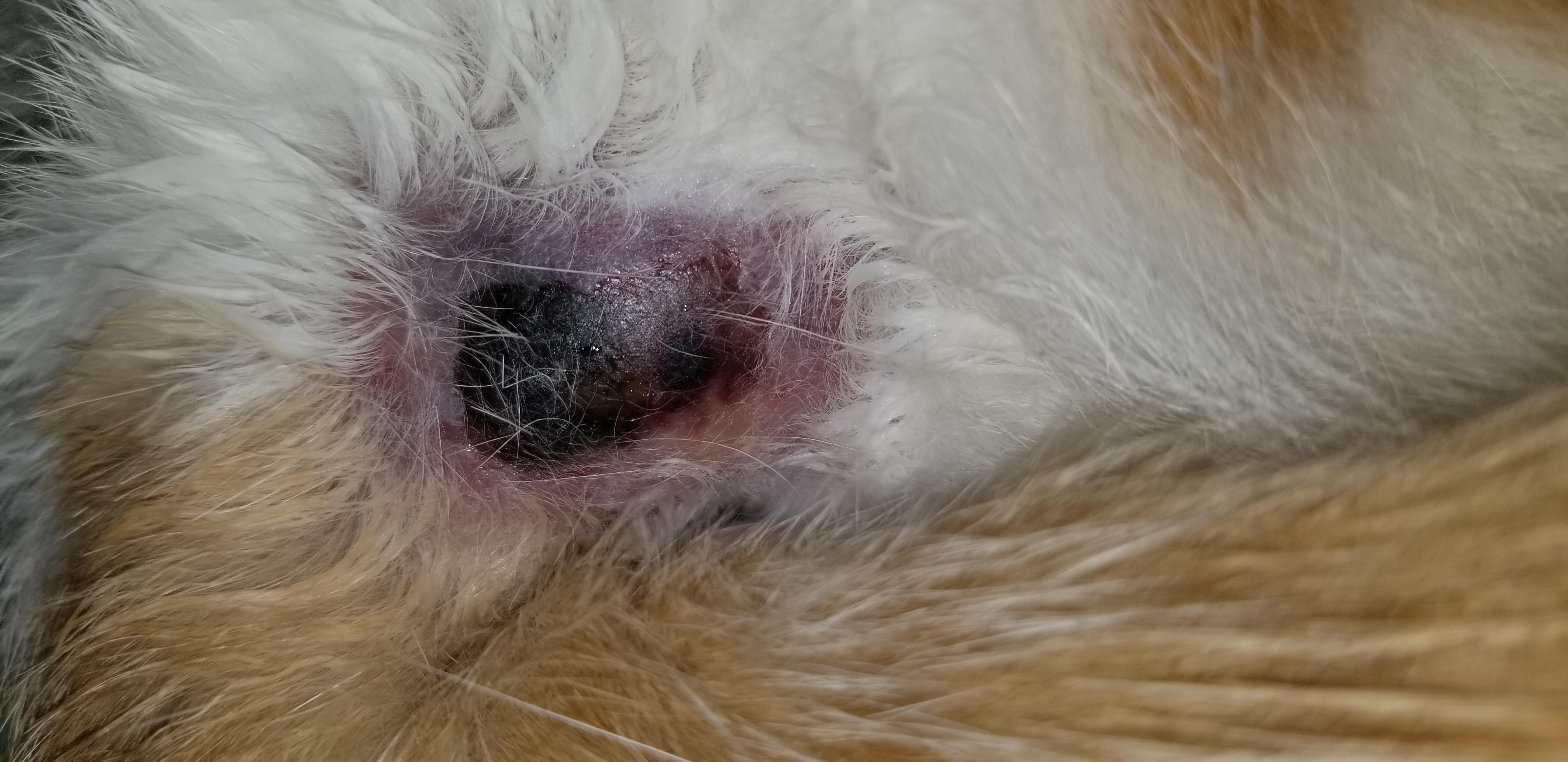 Cat has painful lump or swelling near tail? What to do? | Petco