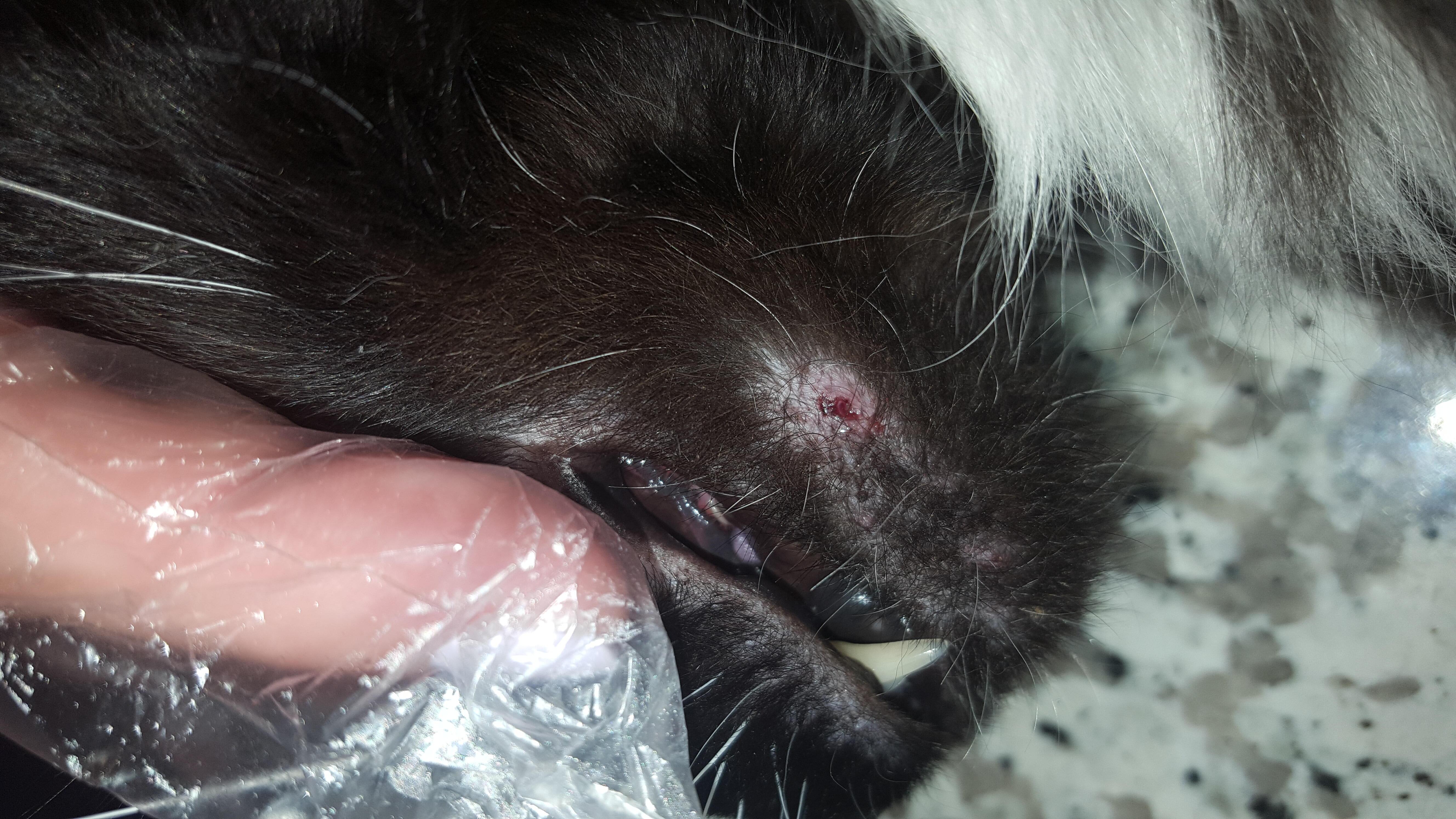 Why is my cat's chin bloody and matted? What should I do? | Petco