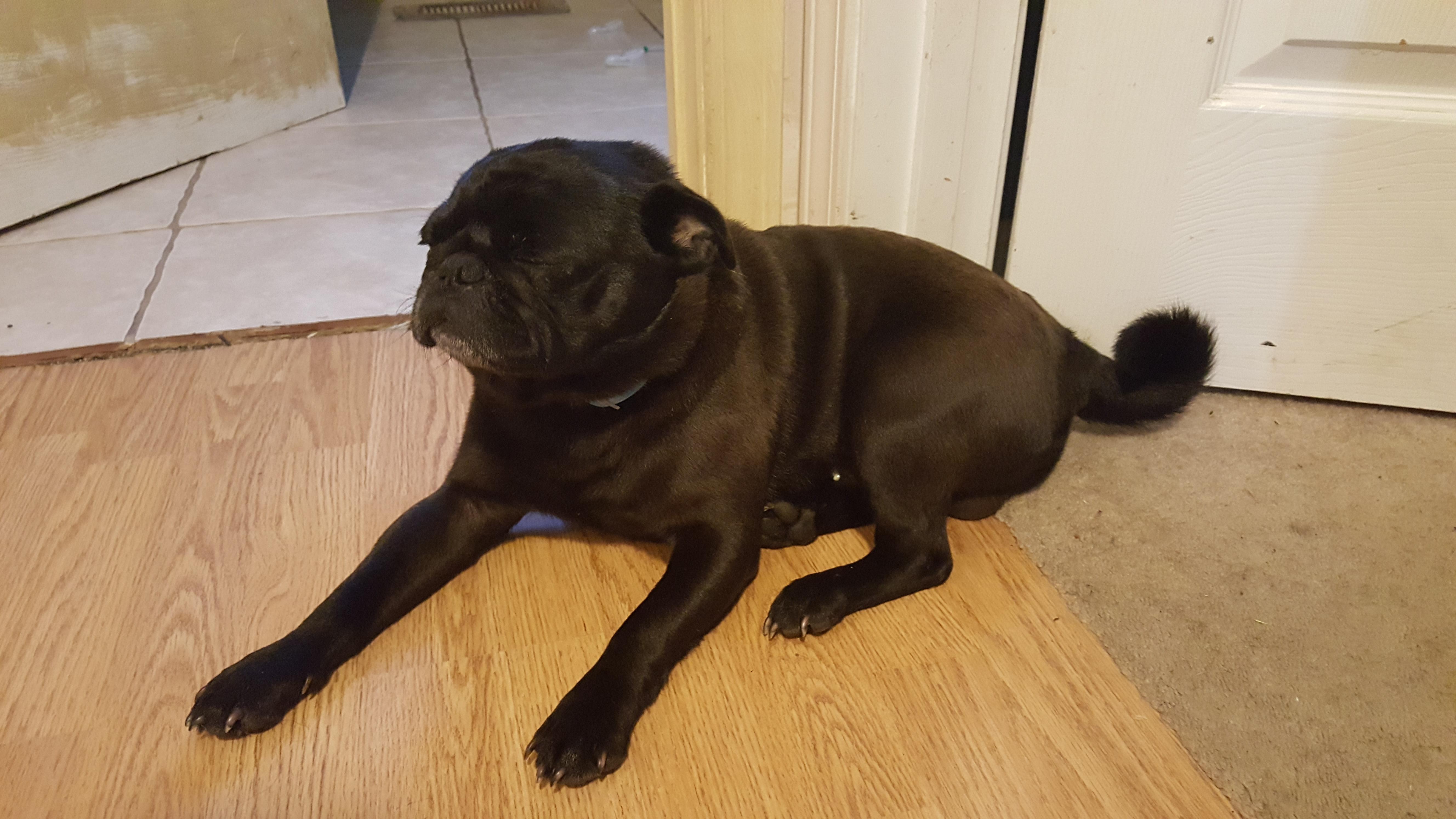My Pug is in pain & can't move. Is his leg out of socket? | Petco