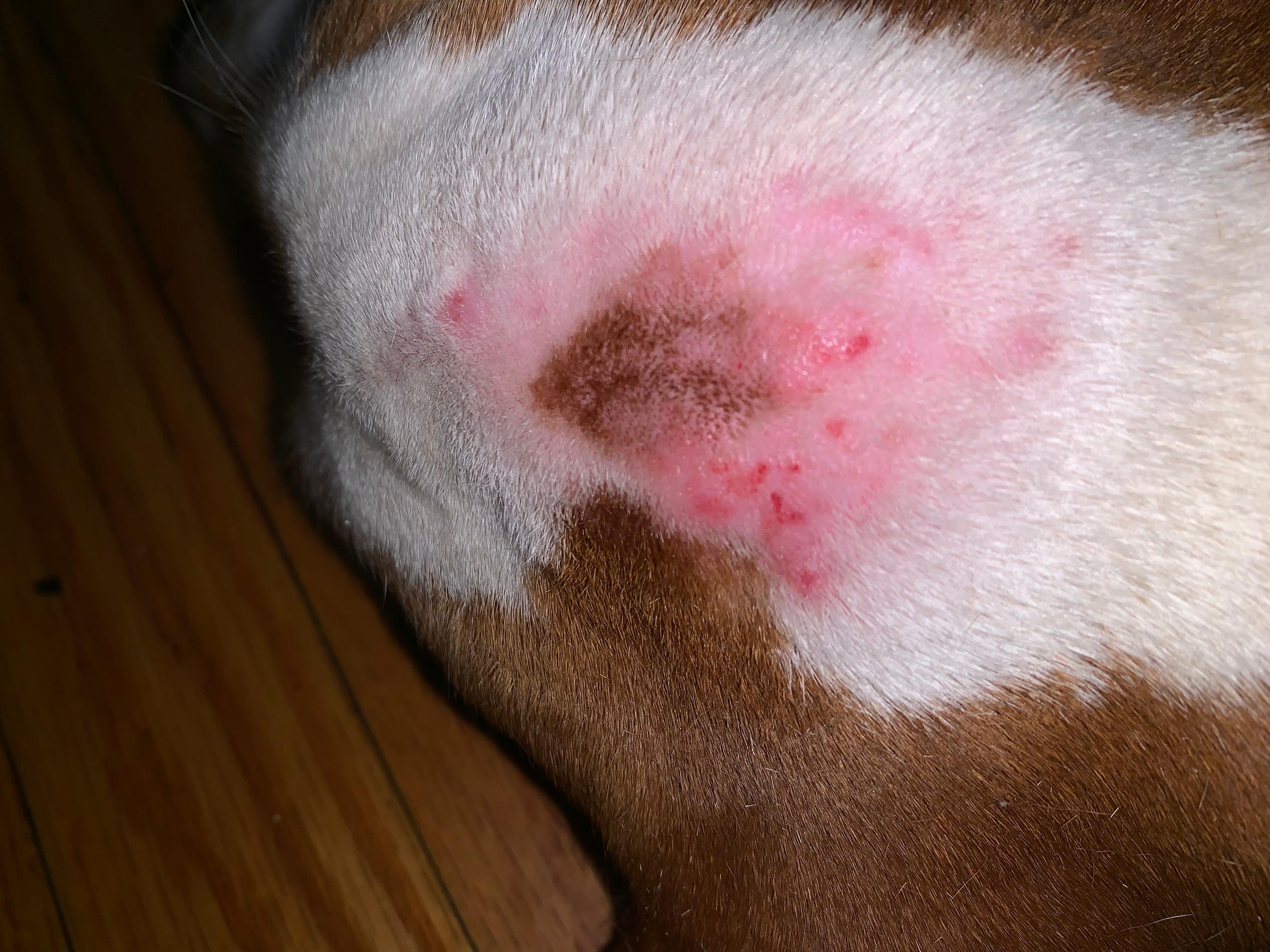 My Dog Has Flies on His Head: Botfly or Skin Infection? Learn More | Petco