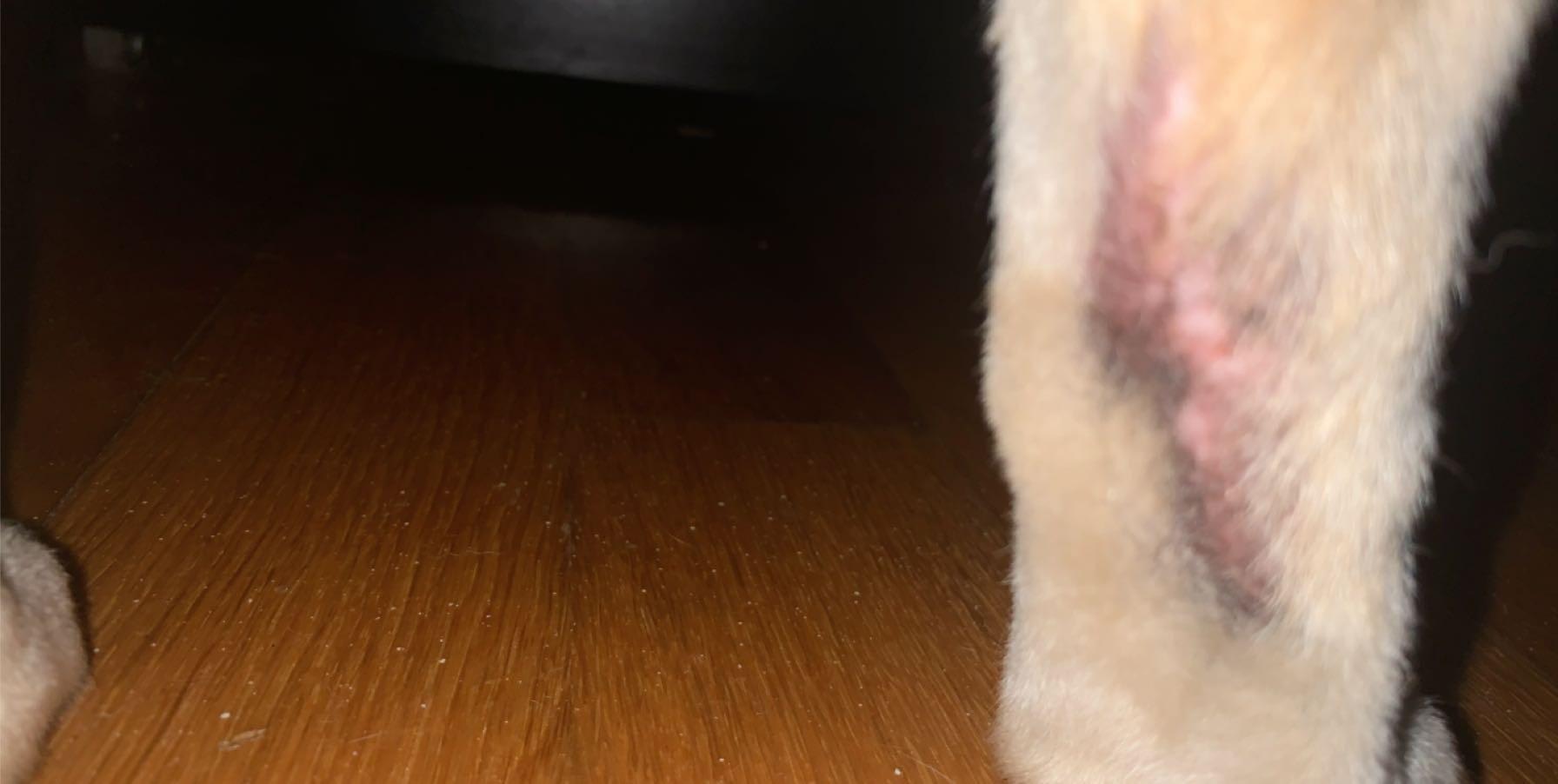 Dog Scraped Paw, Lost Fur, No Blood: Worry or Heal? | Petco