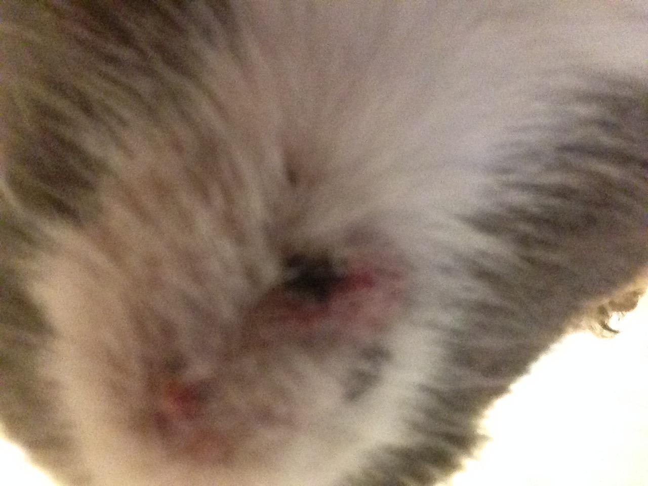 Cat Chin Black Spots, Hair Loss, Bleeding? Treat Cat Acne | Petco