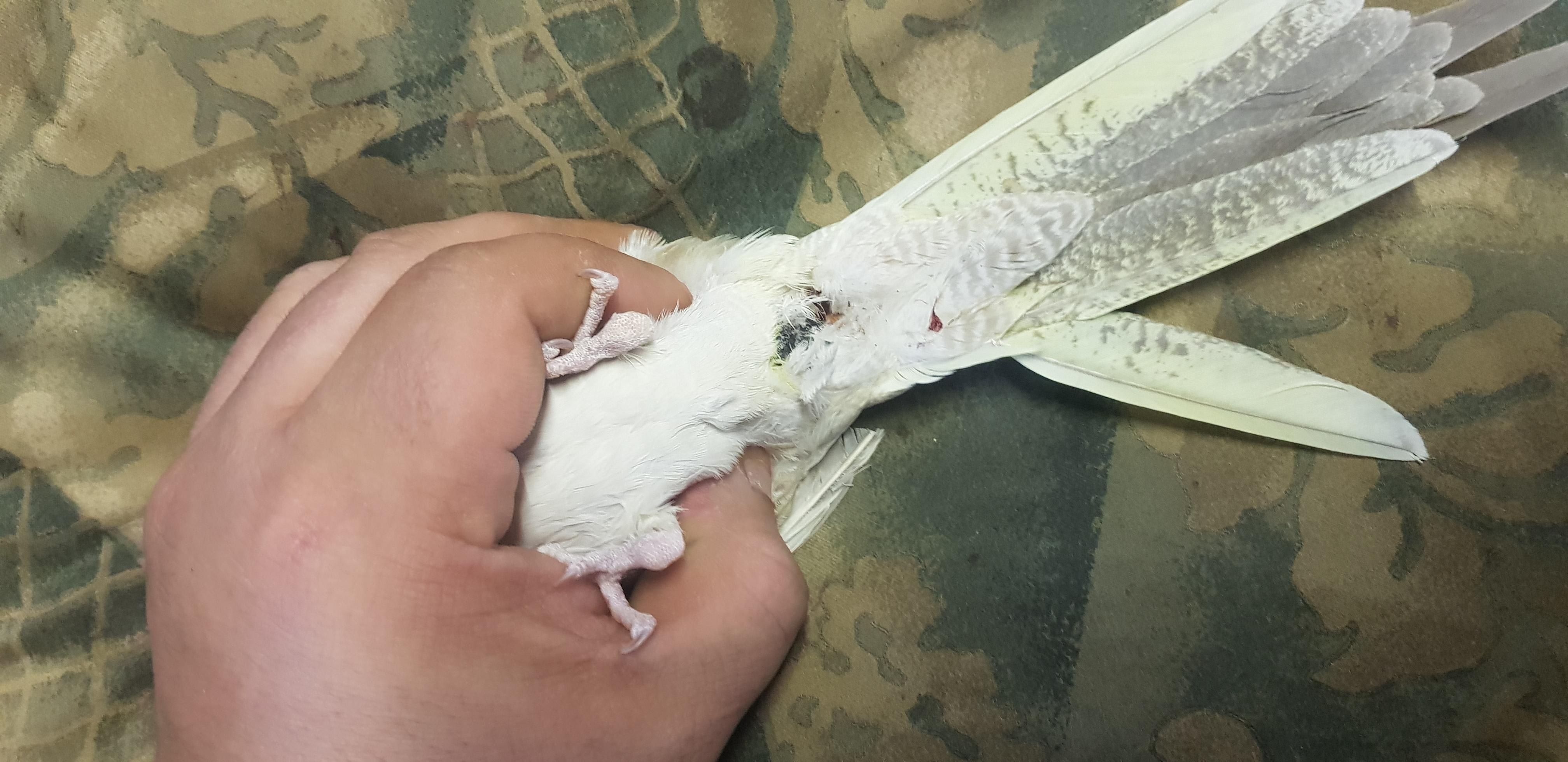 Cockatiel's Lumpy, Crusty, Bleeding Bottom? What's Wrong? | Petco