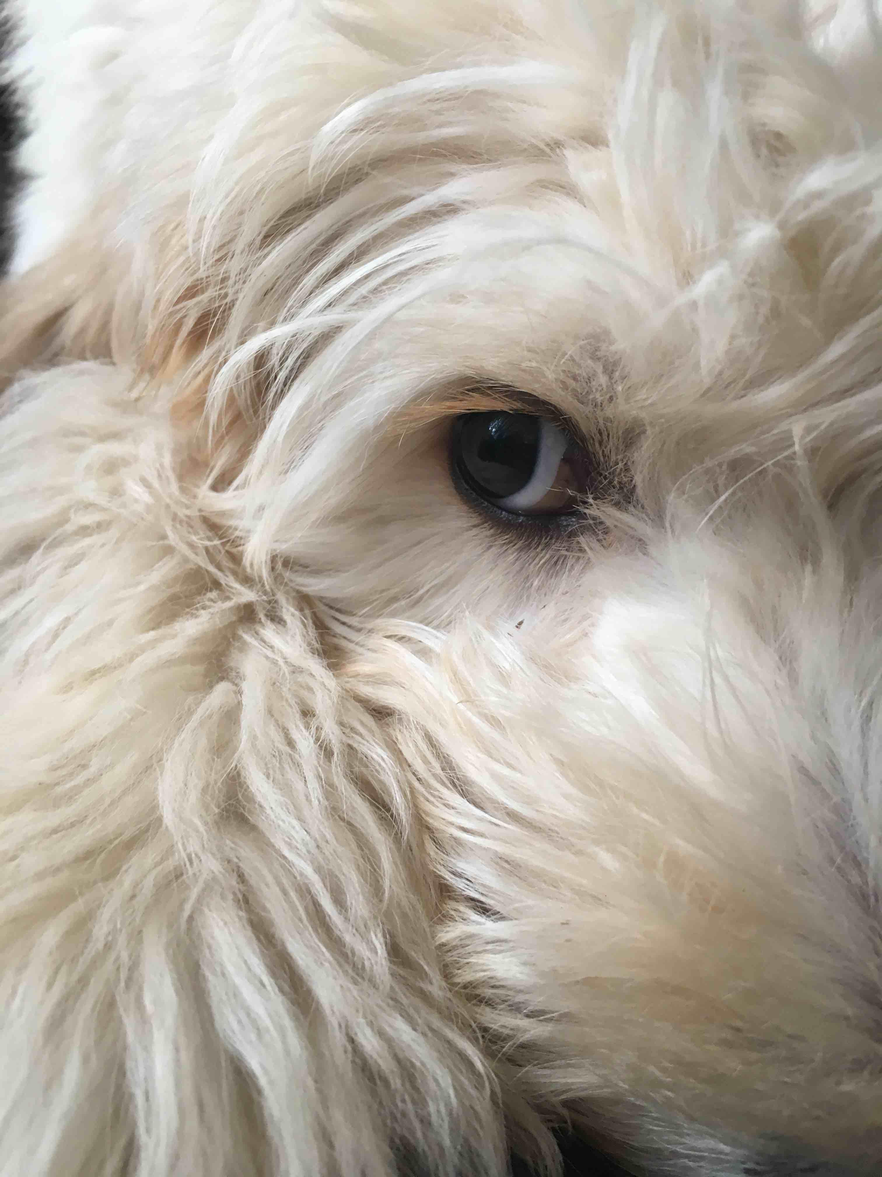Is Your Dog's Third Eyelid Always Visible? Normal or Concern? | Petco