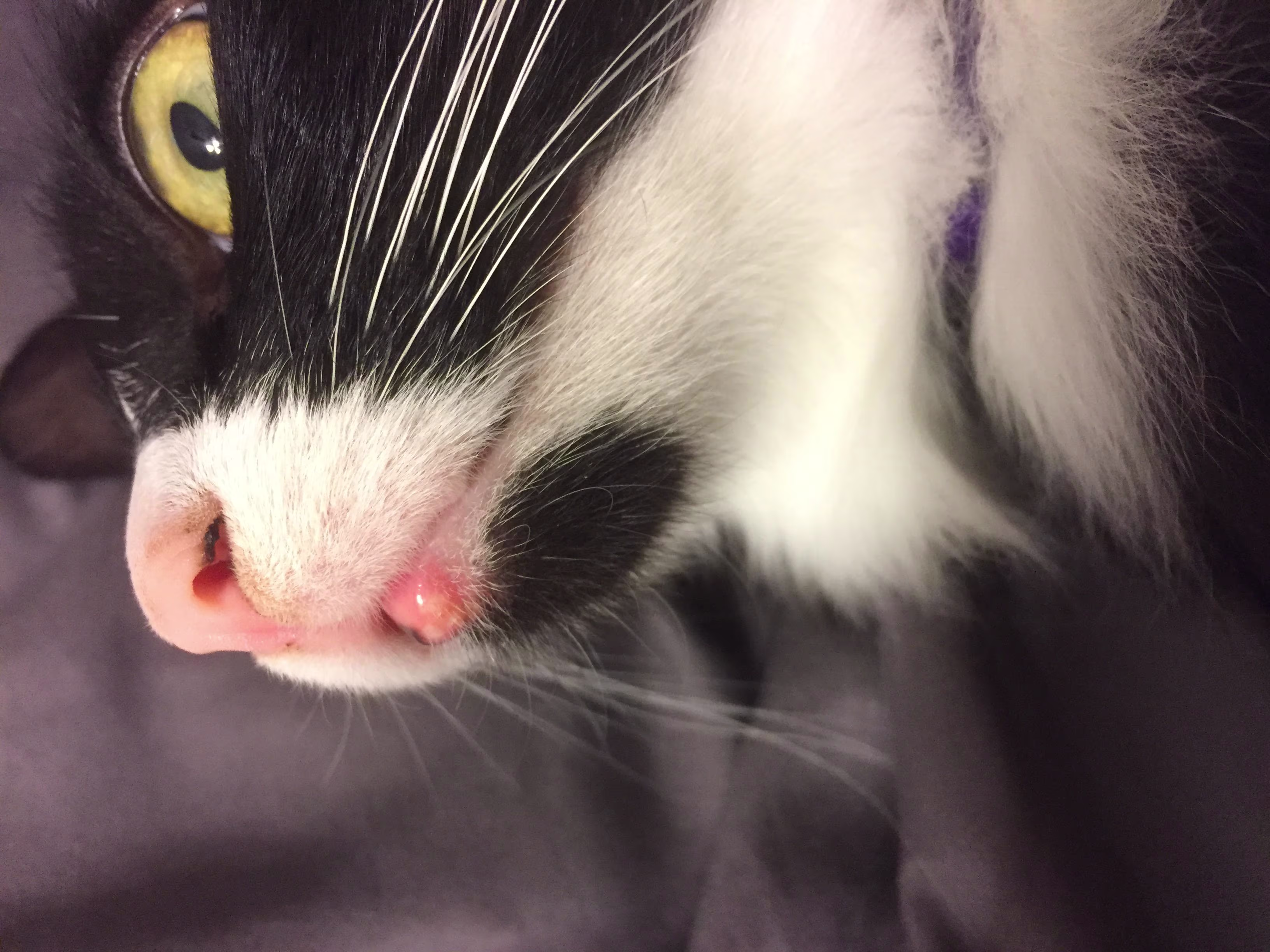 My Cat Has a Blister-Like Sore on Her Lip: Should I Be Concerned? | Petco