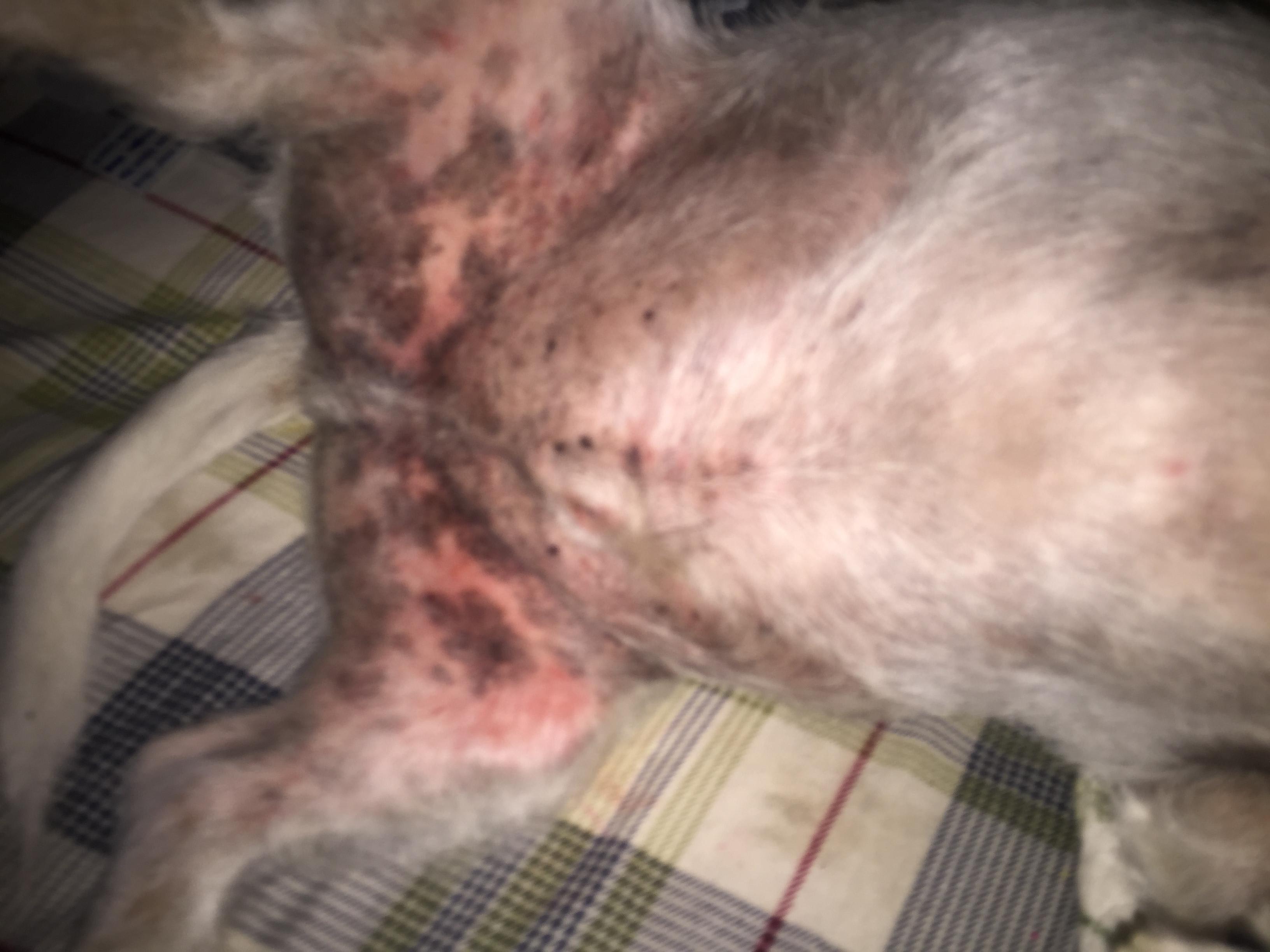 My dog has has been having really pink-red skin near his tail leading ...