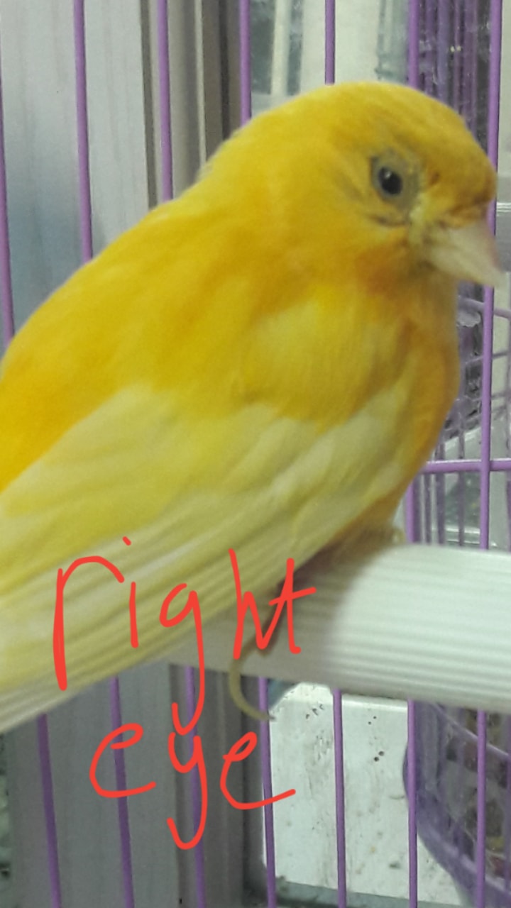 Canary's messy eye feathers: Is it an infection like his partner's? | Petco