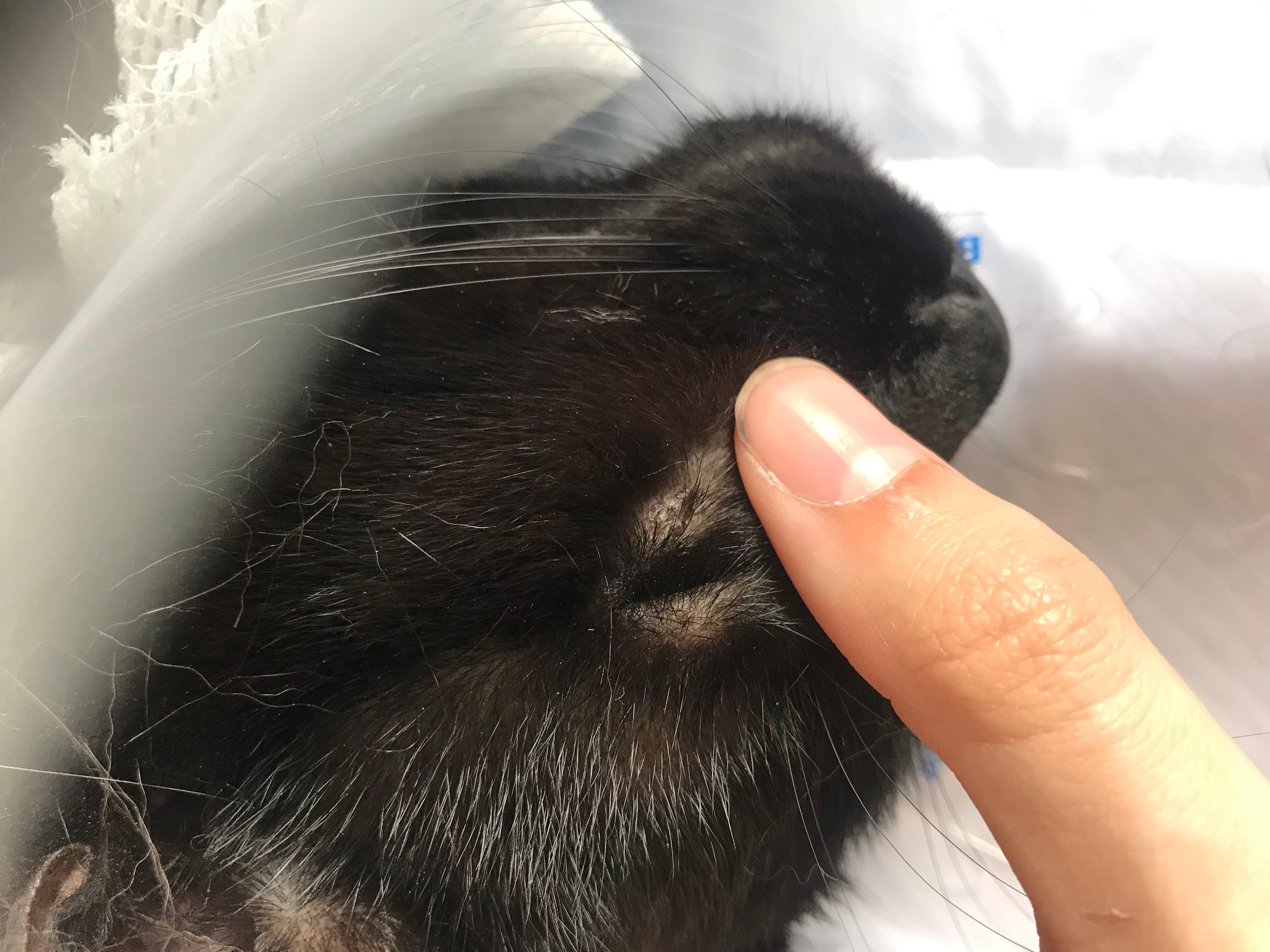 Cat Skin Patches: Not Ringworm? Why Isn't Treatment Working? | Petco