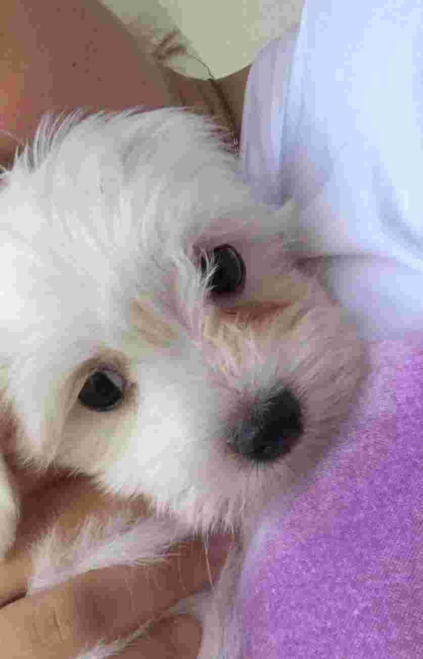How to Safely Clean Dog Eye Tear Stains & Whiten Them | Petco