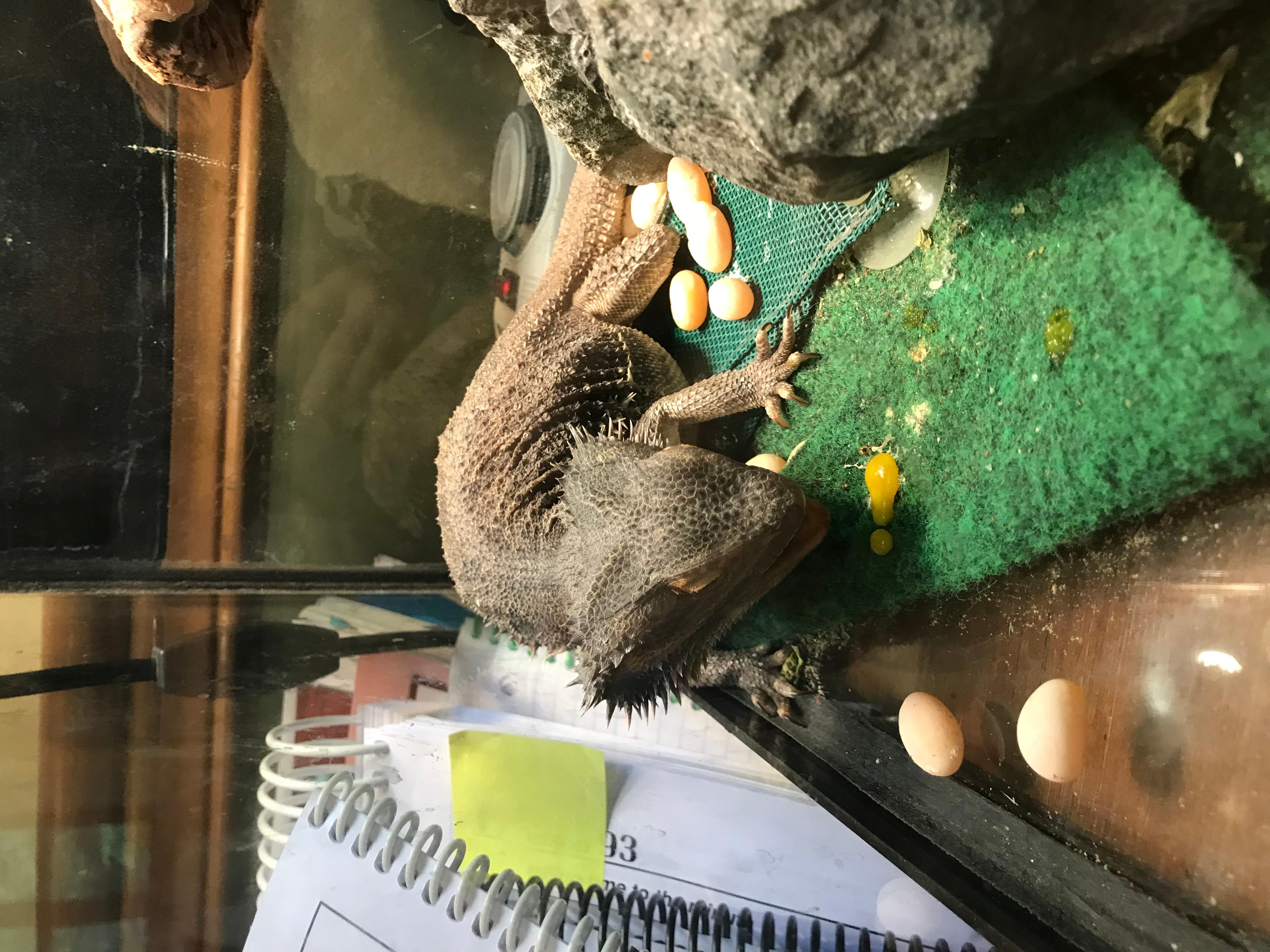 Bearded Dragon Laid Eggs: Is Eating Them Safe? Is She Egg Bound? | Petco